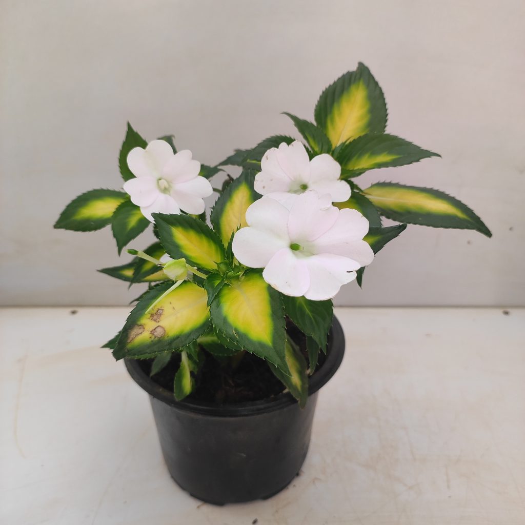 Impatiens 'Sunpatiens Spreading Variegated White' - NurseryBuy