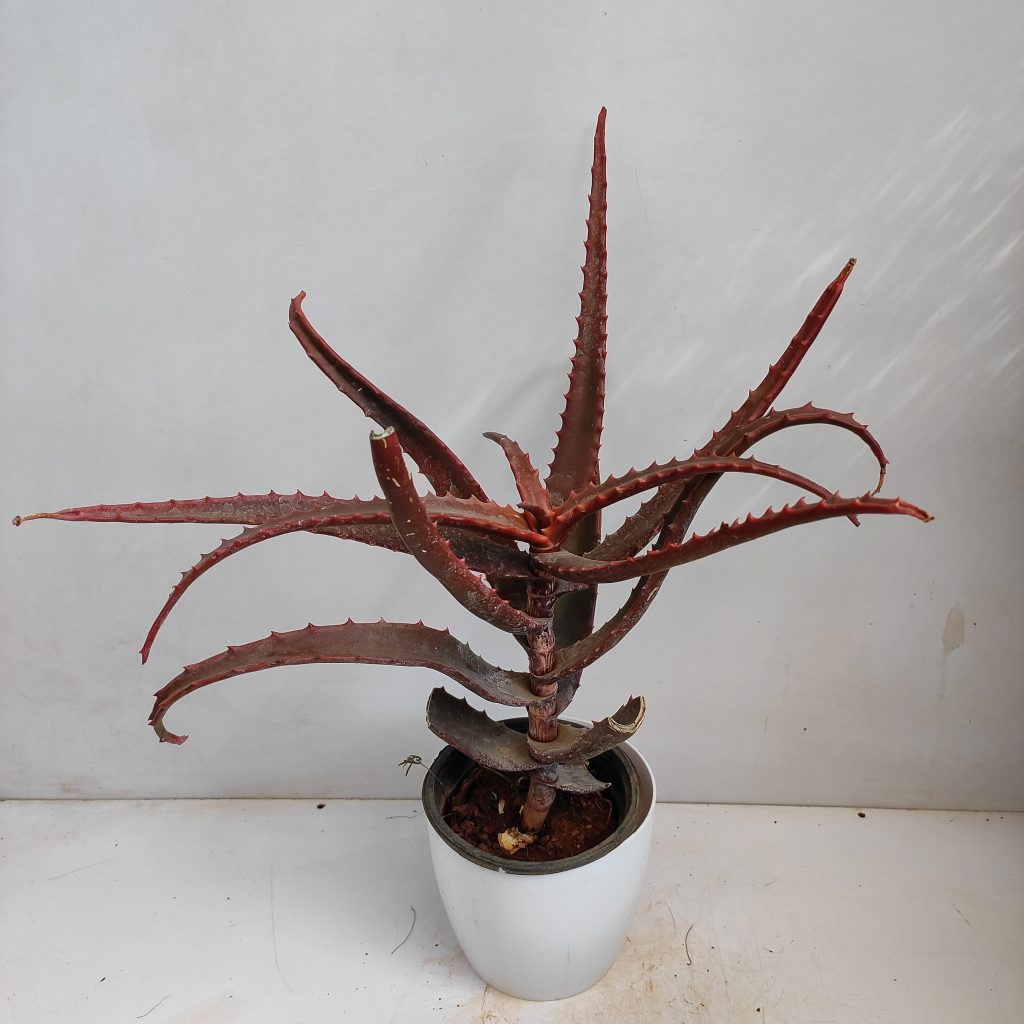 Aloe cameronii (Red Aloe) - NurseryBuy