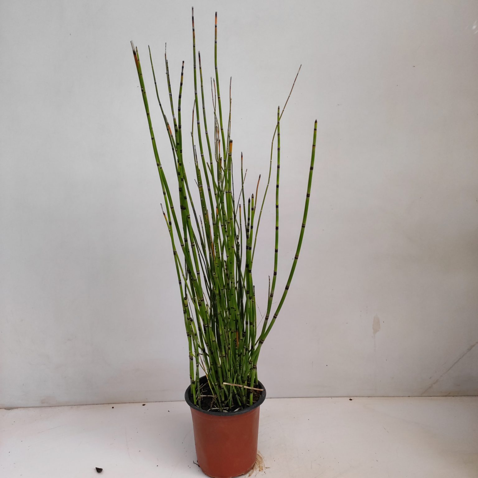 Horsetail Bamboo Plant (Equisetum Hyemale) - NurseryBuy