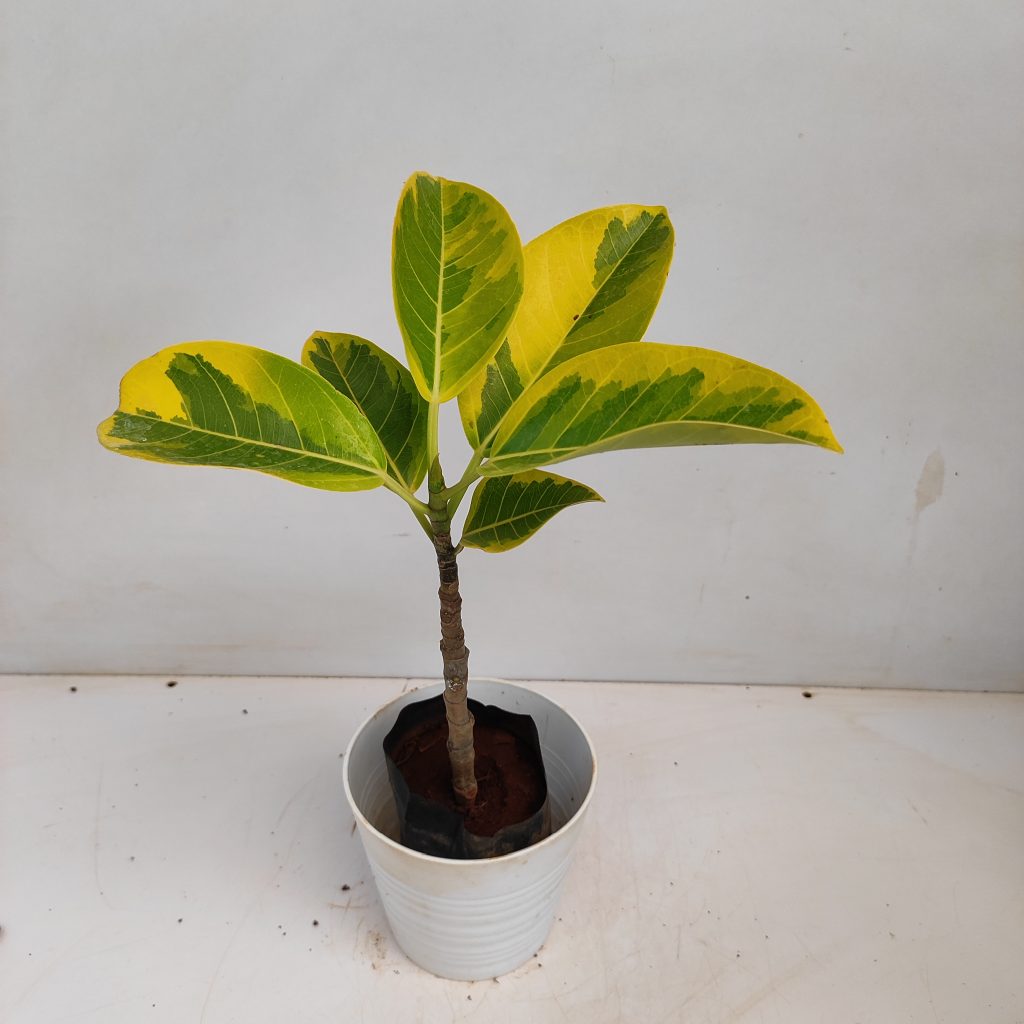Ficus Benghalensis Variegated Banyan Fig - NurseryBuy