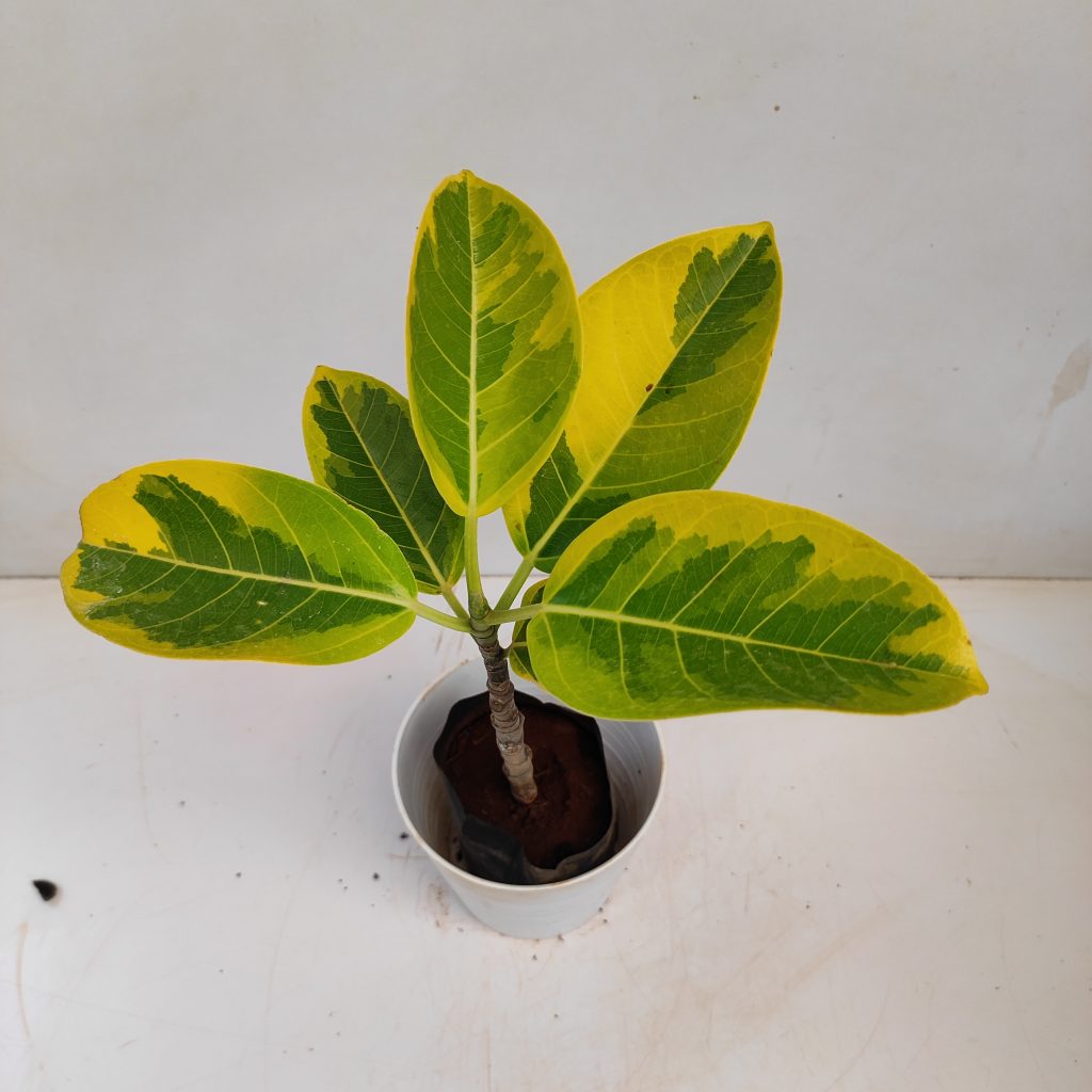 Ficus Benghalensis Variegated Banyan Fig - NurseryBuy