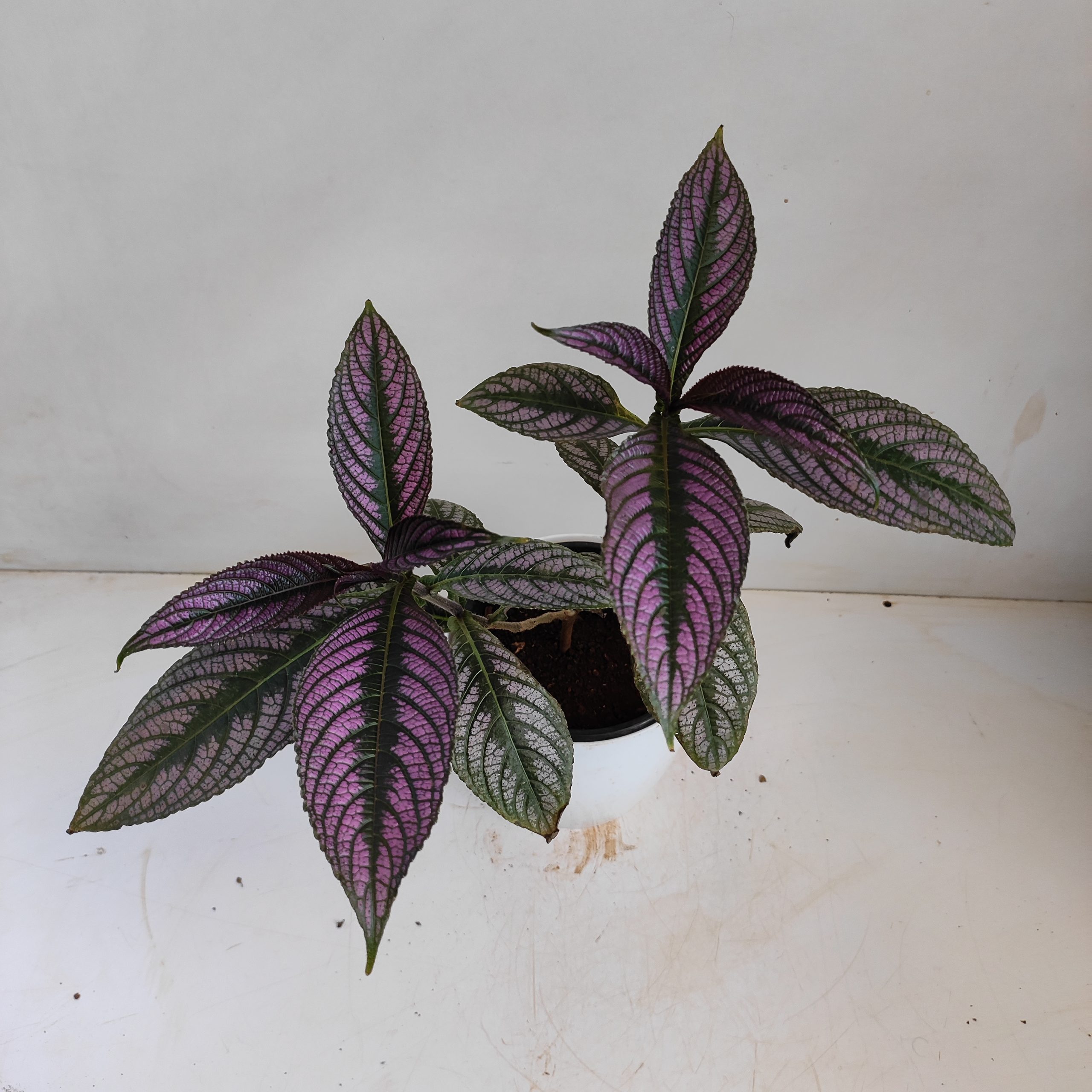 Strobilanthes Dyerianus (Purple Persian Shield) - NurseryBuy