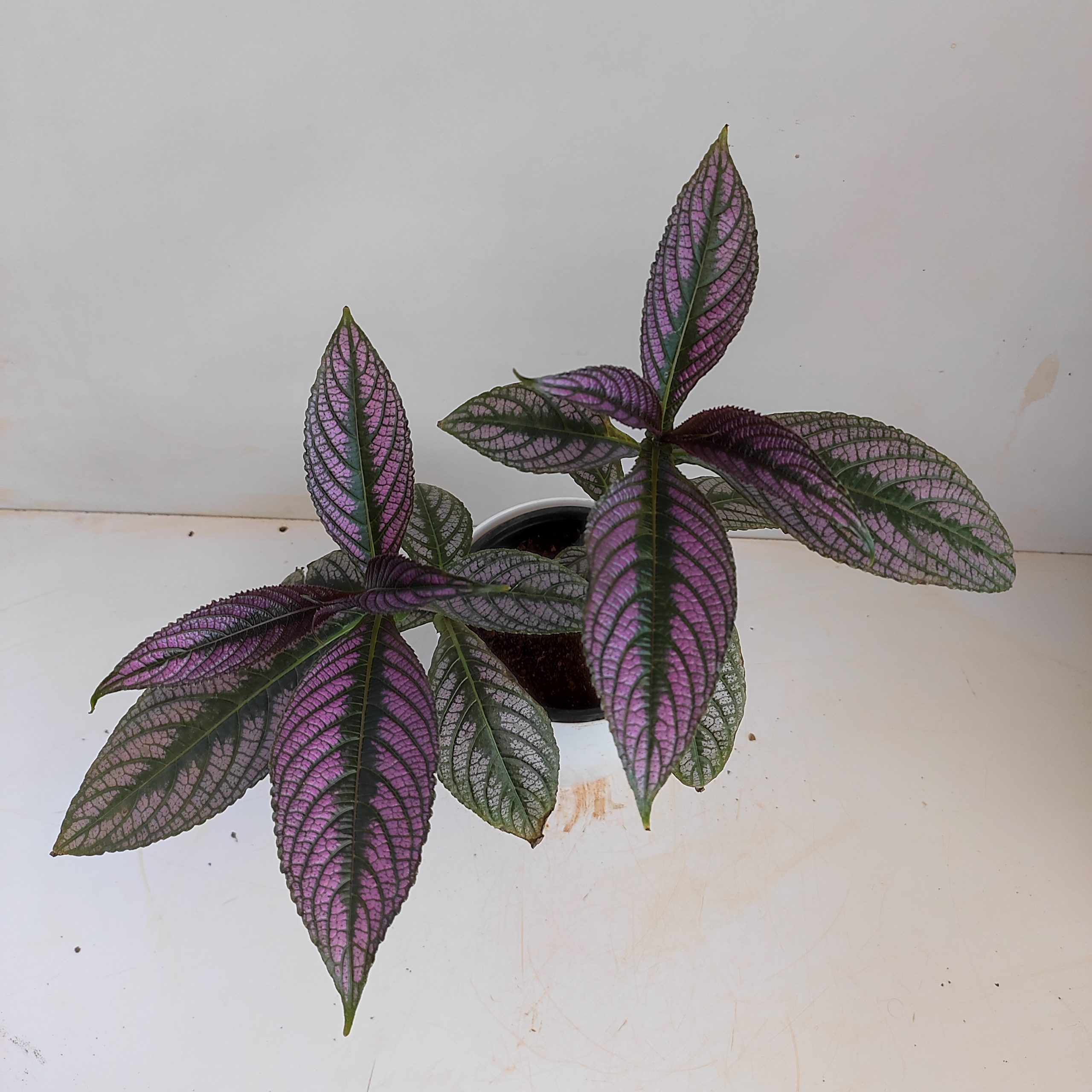 Strobilanthes Dyerianus (Purple Persian Shield) - NurseryBuy