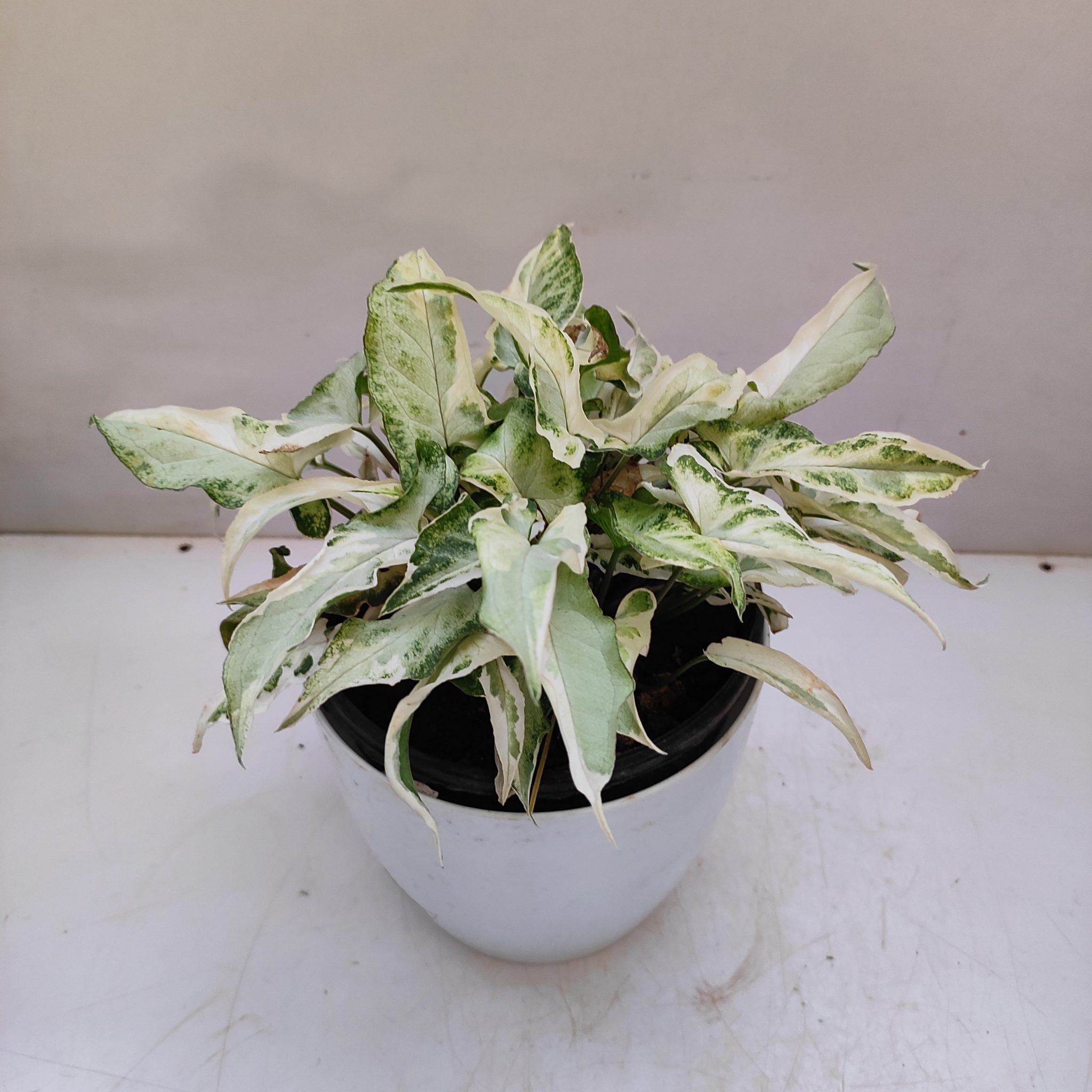 Syngonium Starlite Variegated Plant - NurseryBuy
