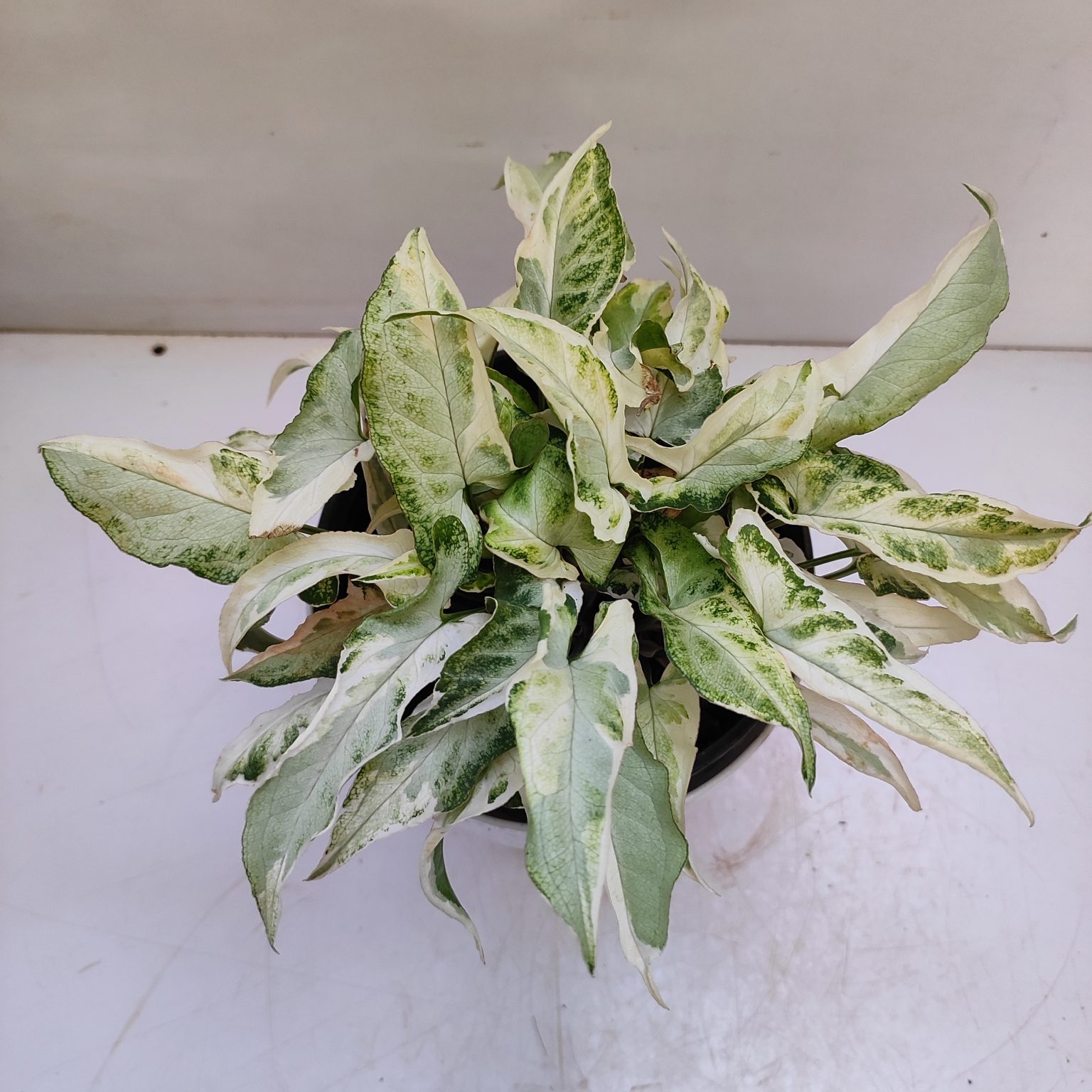 Syngonium Starlite Variegated Plant - NurseryBuy