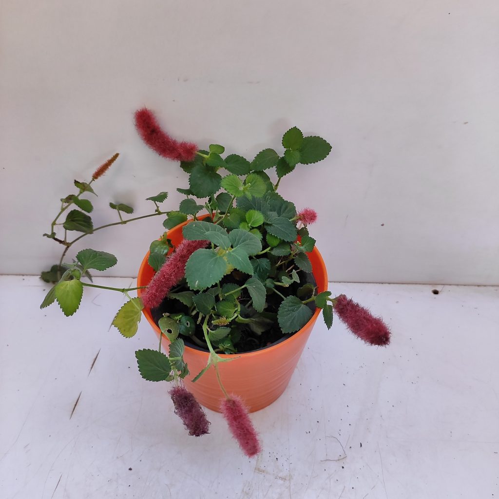 Acalypha Pendula, Dwarf Trailing Chenille - NurseryBuy
