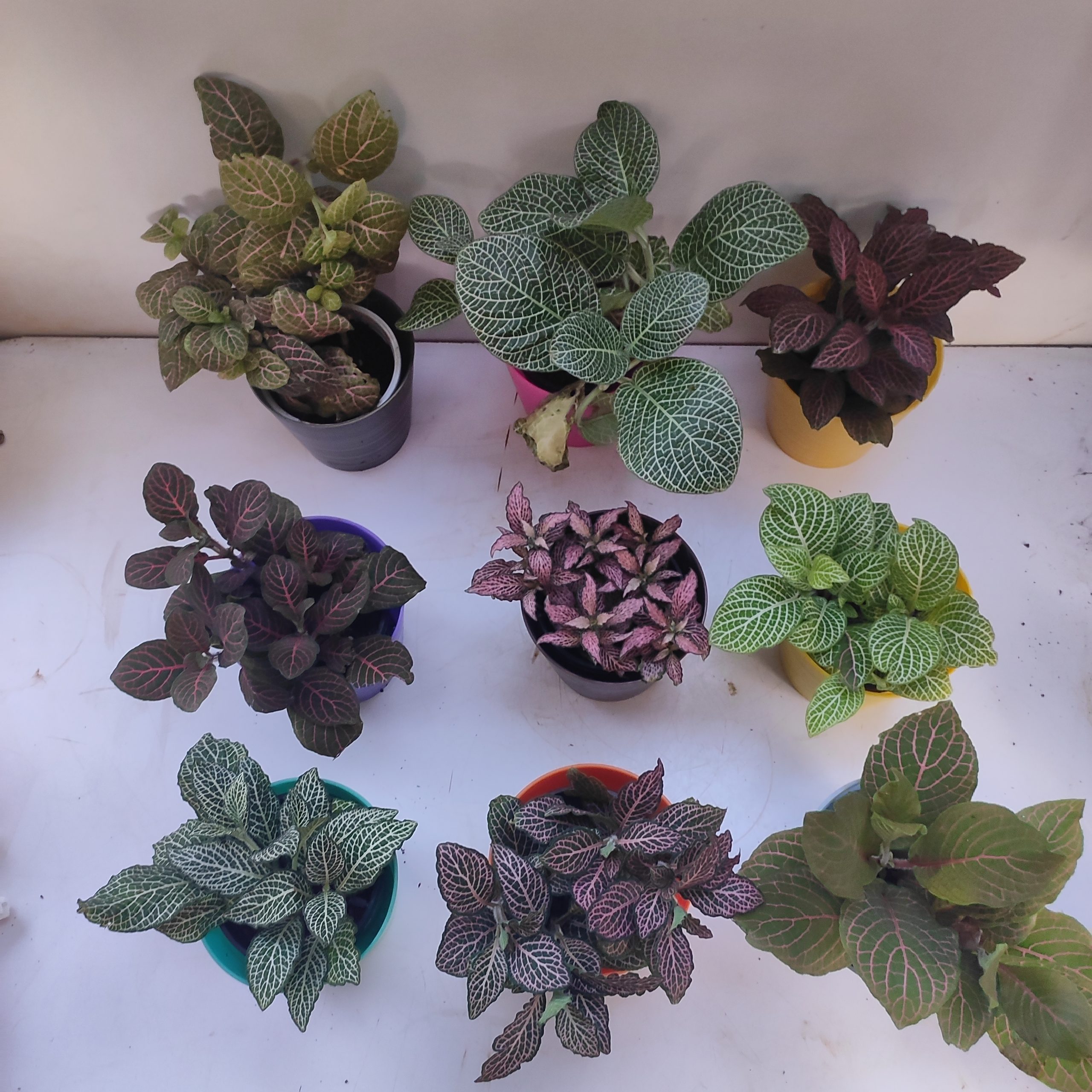 Superb Fittonia Combo - NurseryBuy