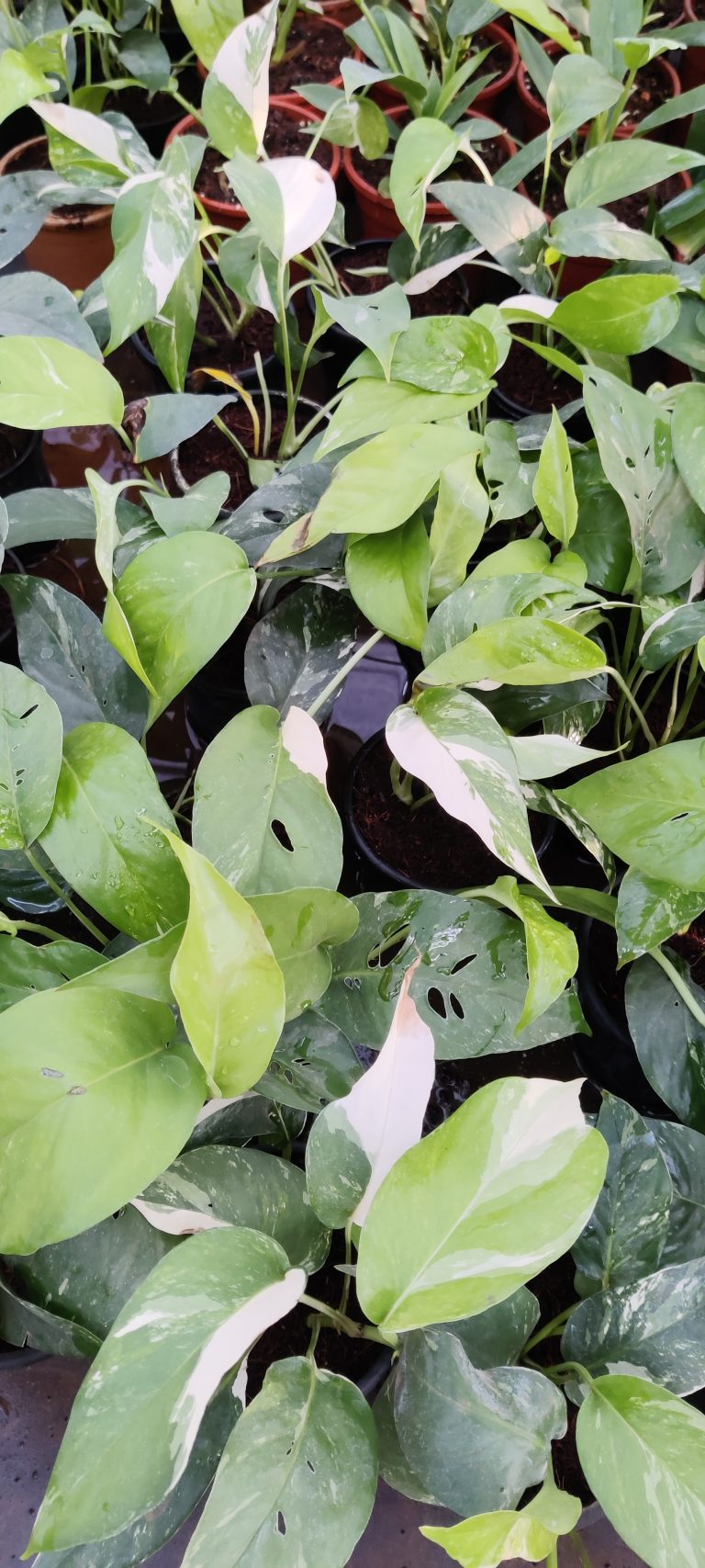 Epipremnum "Pinnatum Albo Variegata" With Moss stick - NurseryBuy