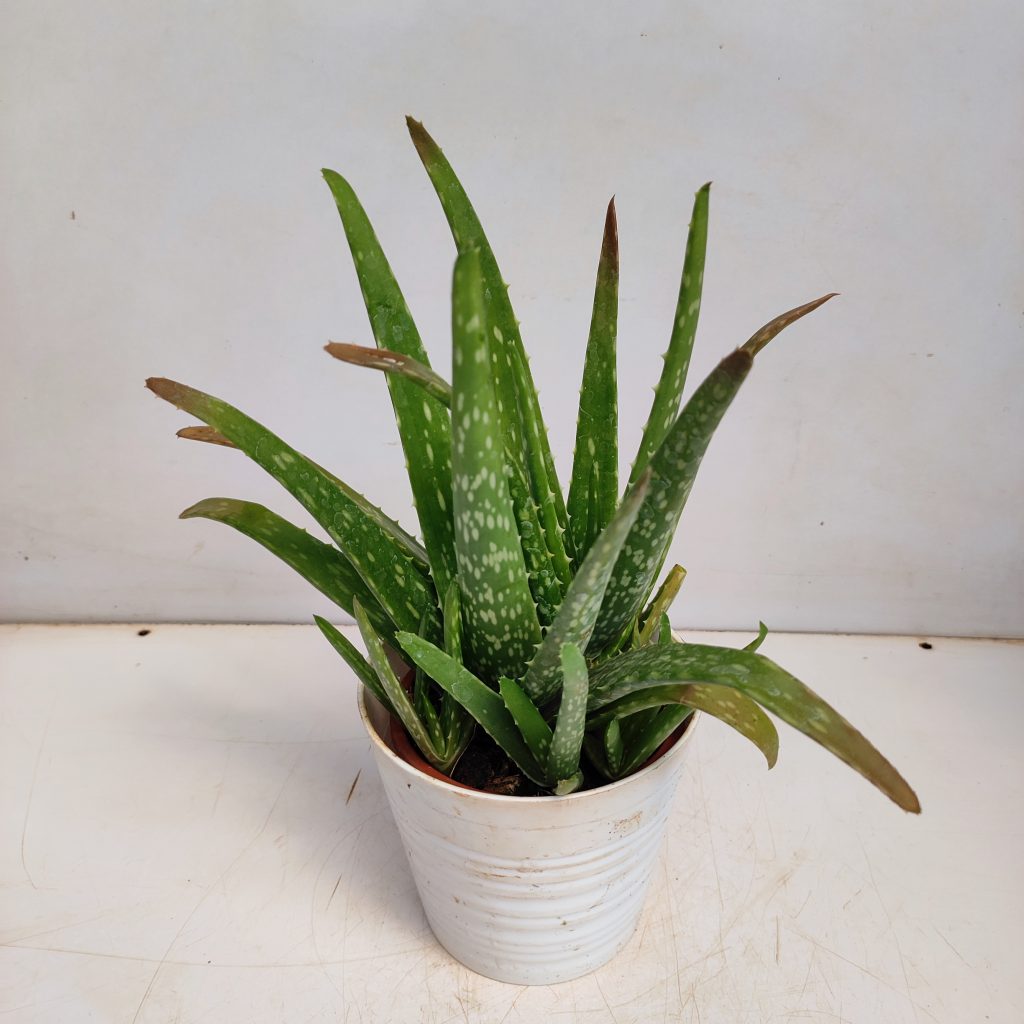 Sweet Aloe Vera - NurseryBuy
