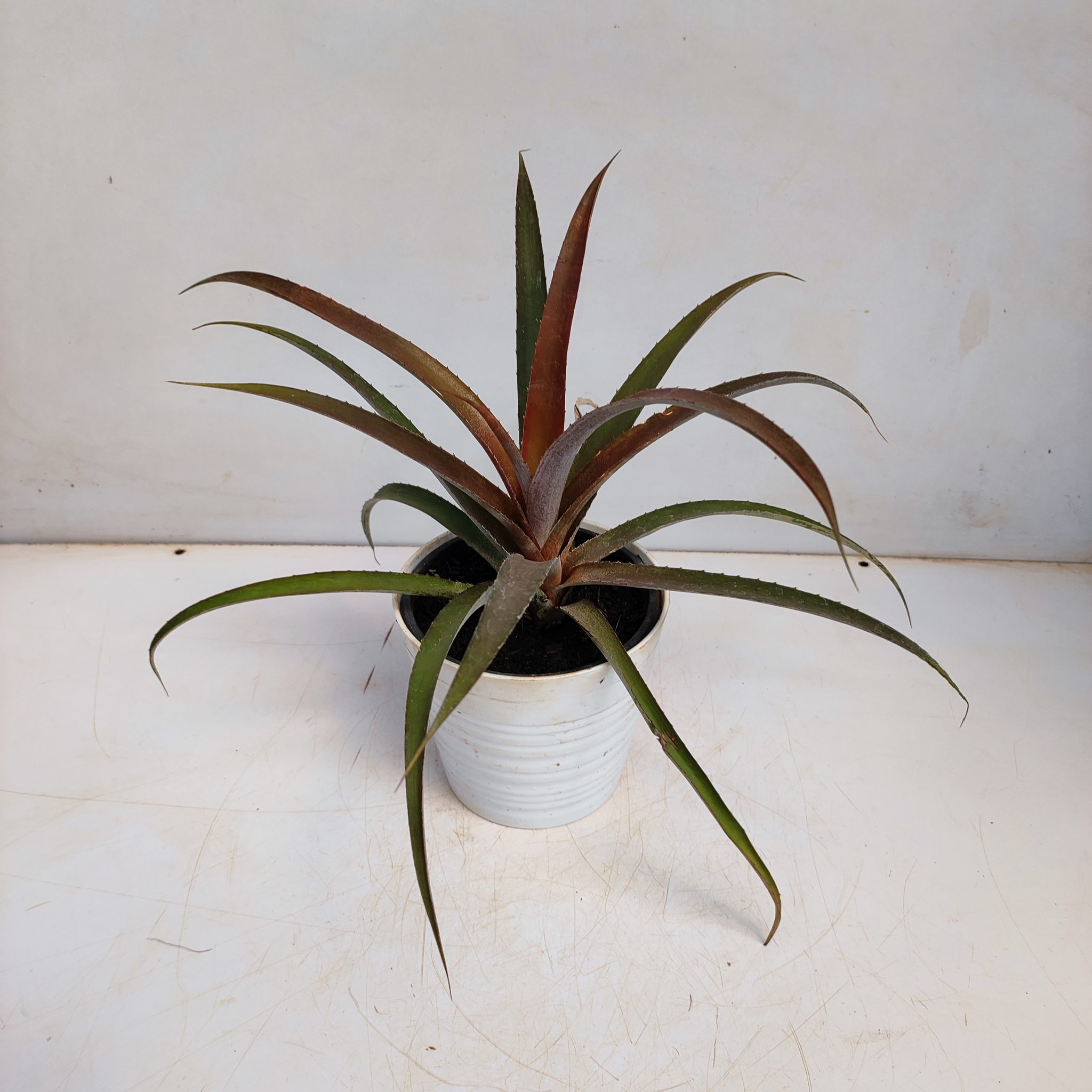 Cryptbergia ‘Red Burst’ - NurseryBuy