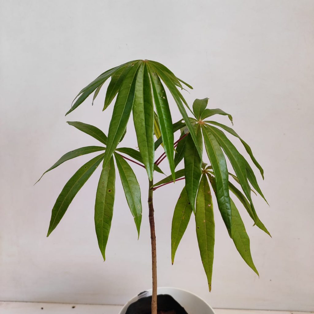 Sterculia Foetida (Wild Almond Tree) - NurseryBuy