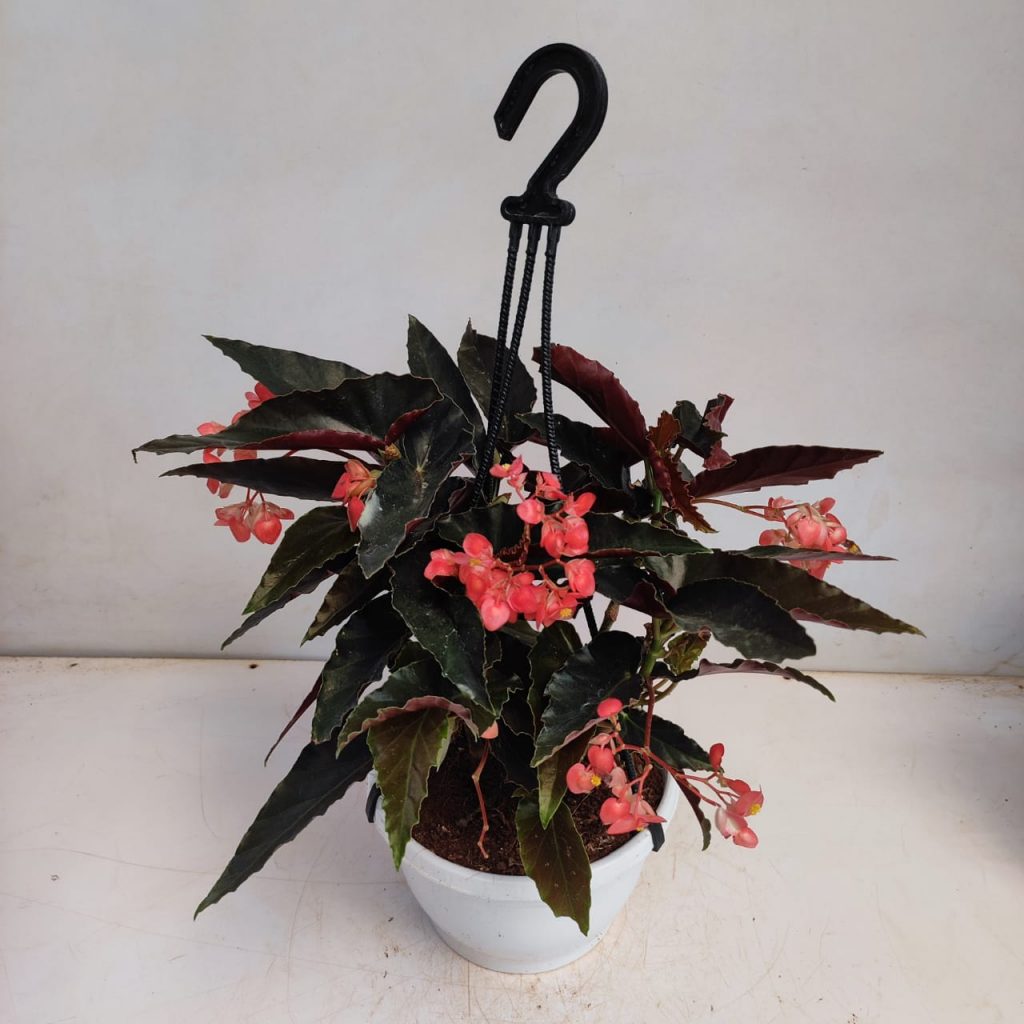 Begonia Lloydii ( Flaming Torch Begonia ) - NurseryBuy
