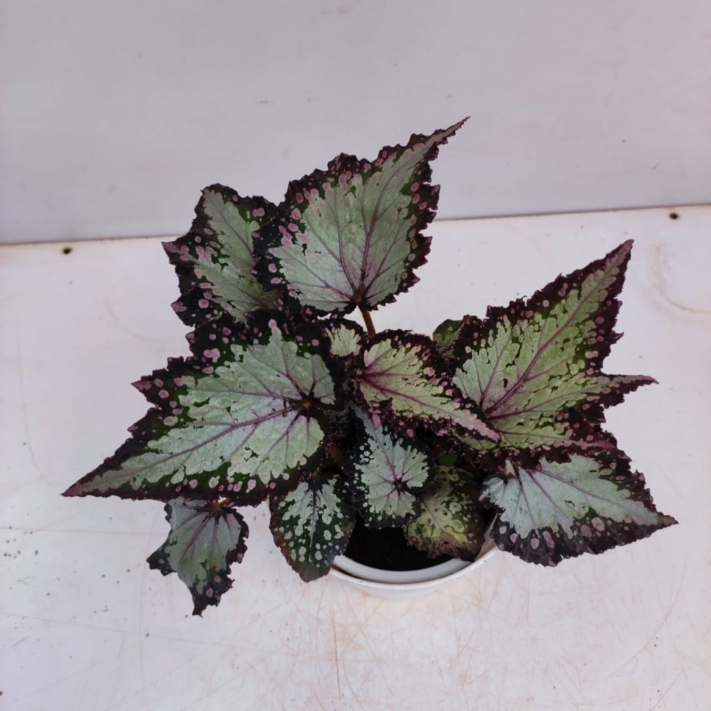 Begonia 'Royal Crown' - NurseryBuy