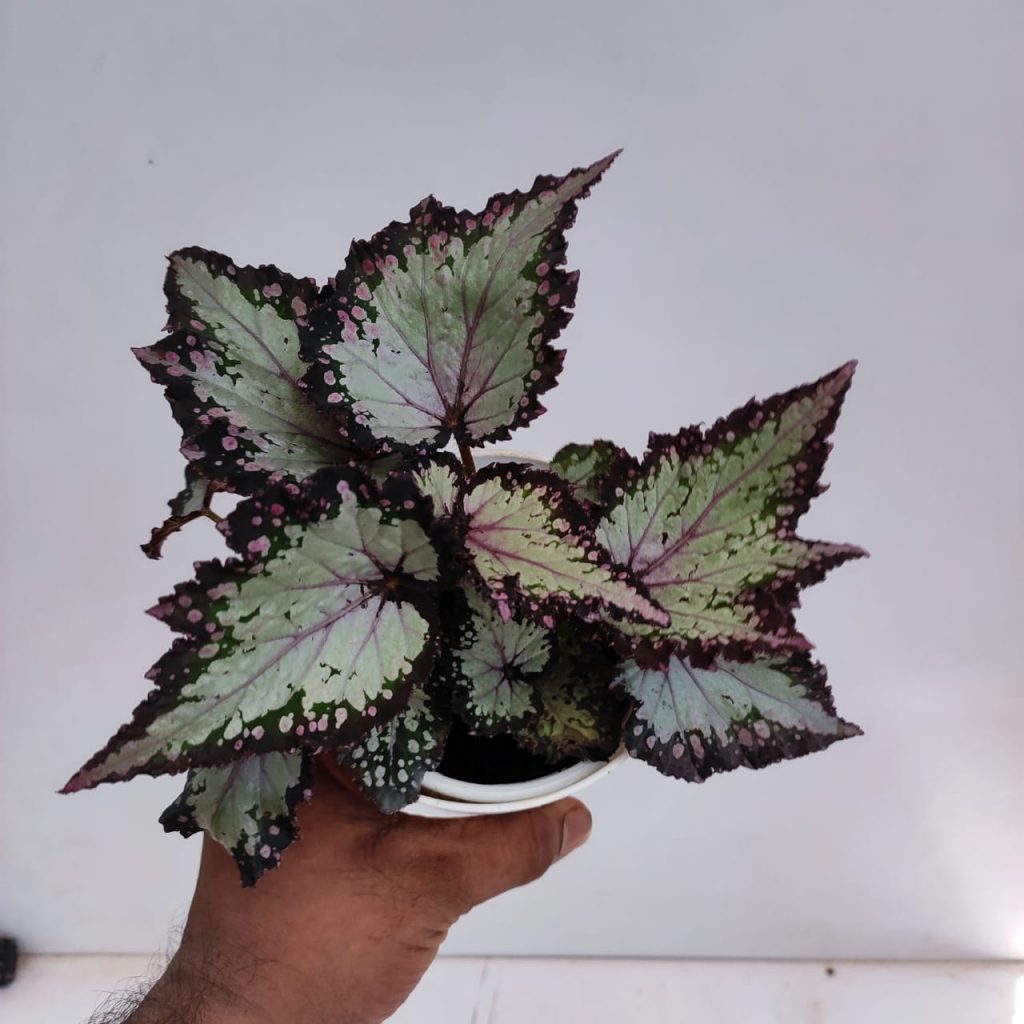 Begonia 'Royal Crown' - NurseryBuy