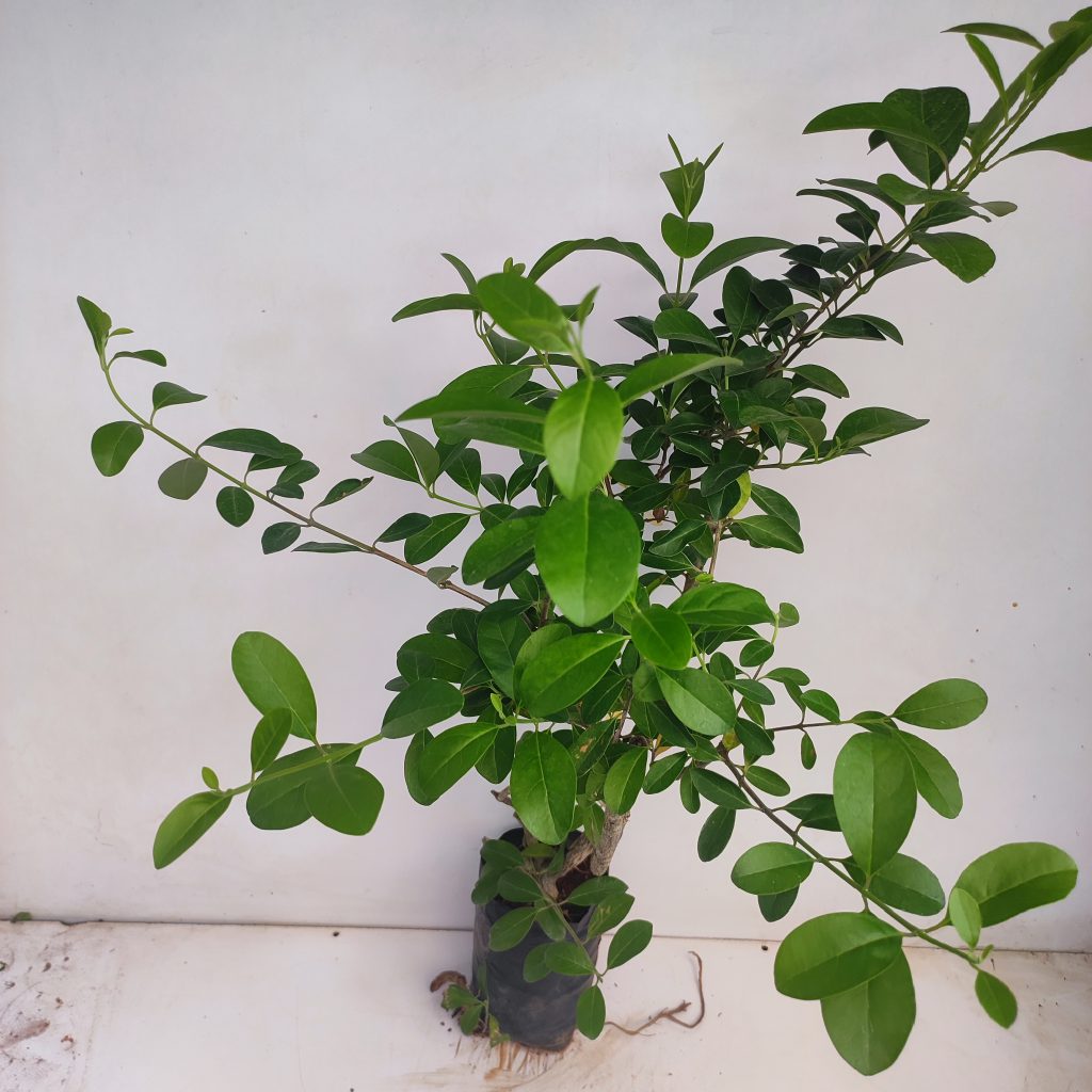 Clerodendrum Inerme (Wild Jasmine) - NurseryBuy