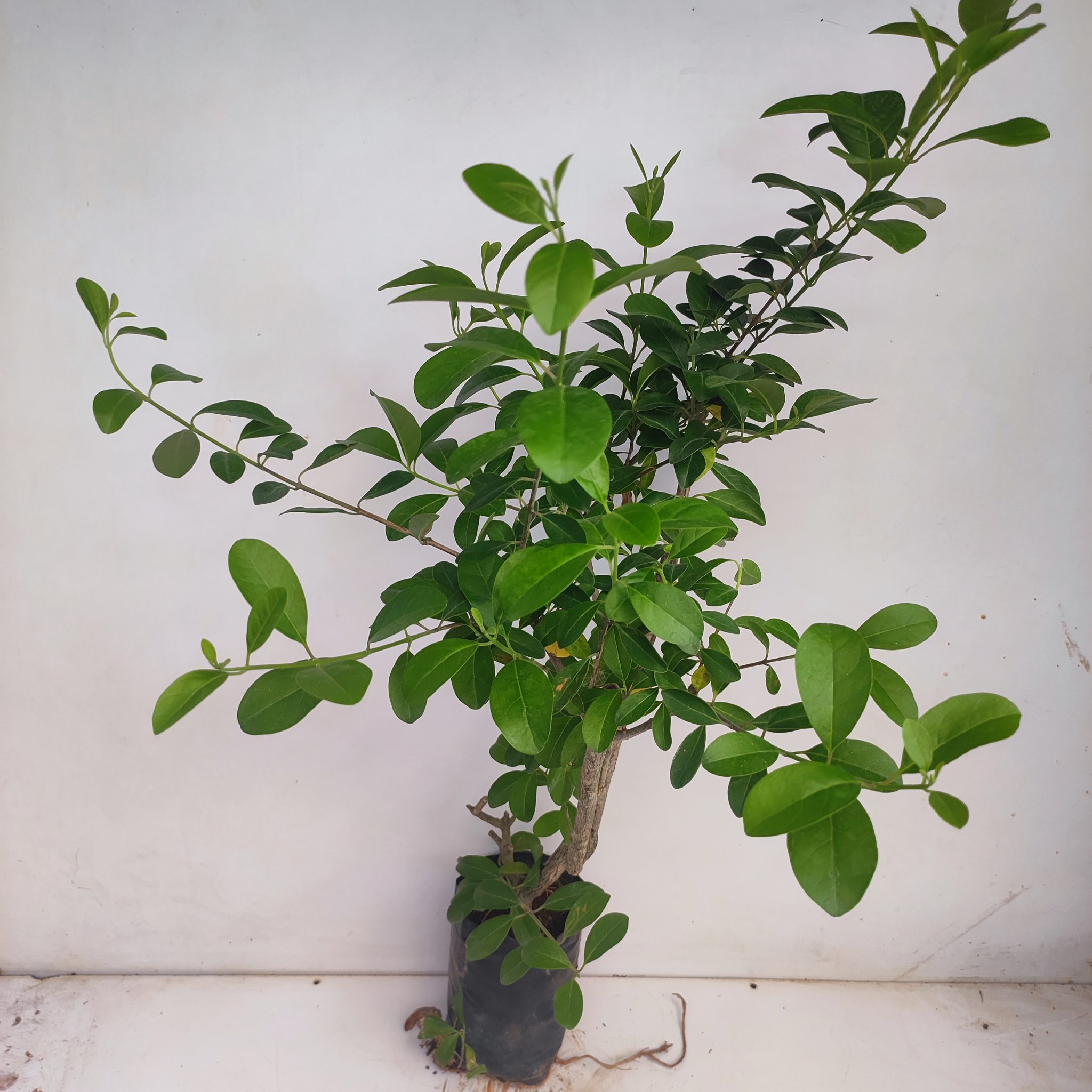 Clerodendrum Inerme (Wild Jasmine) - NurseryBuy