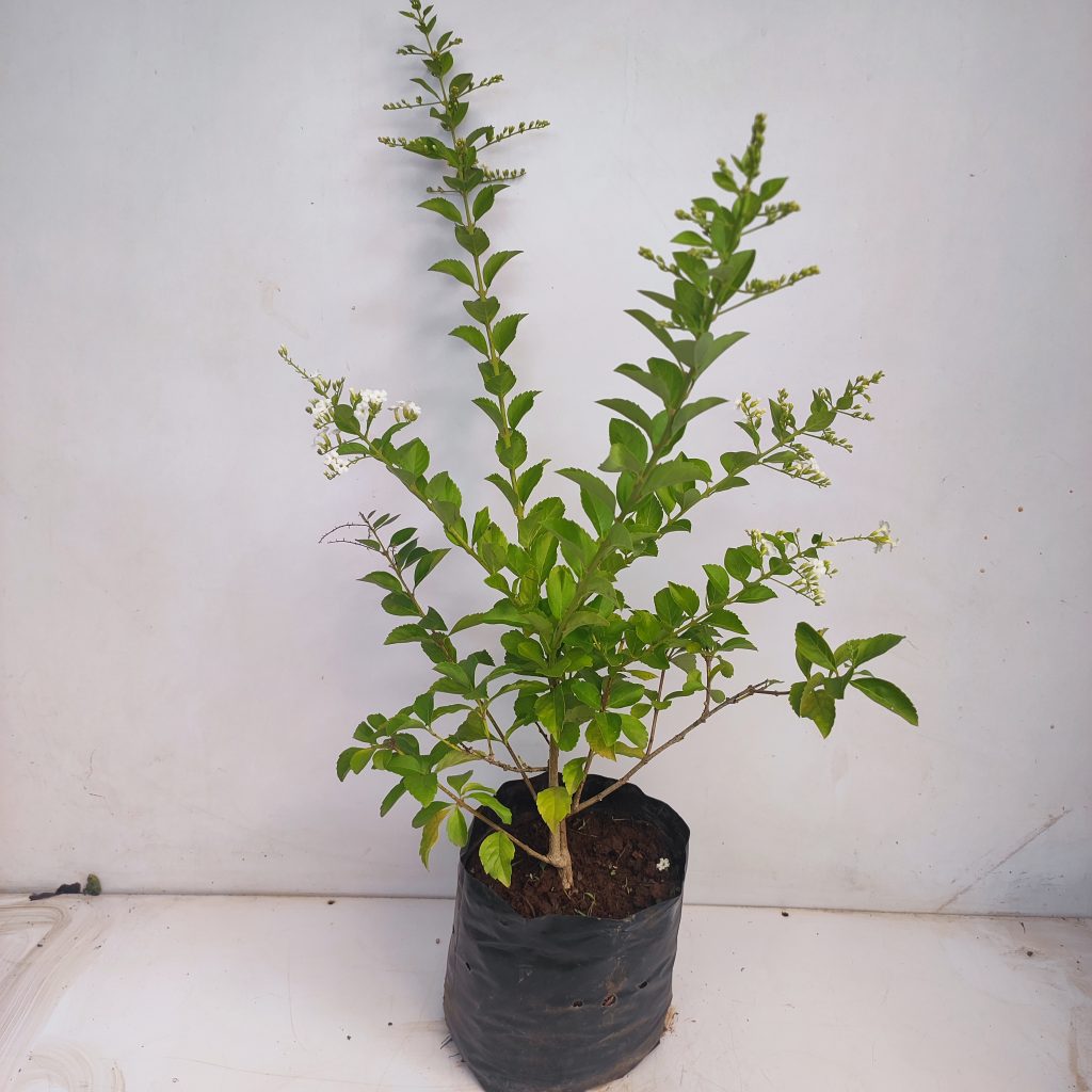Duranta Erecta ‘Alba’ - NurseryBuy