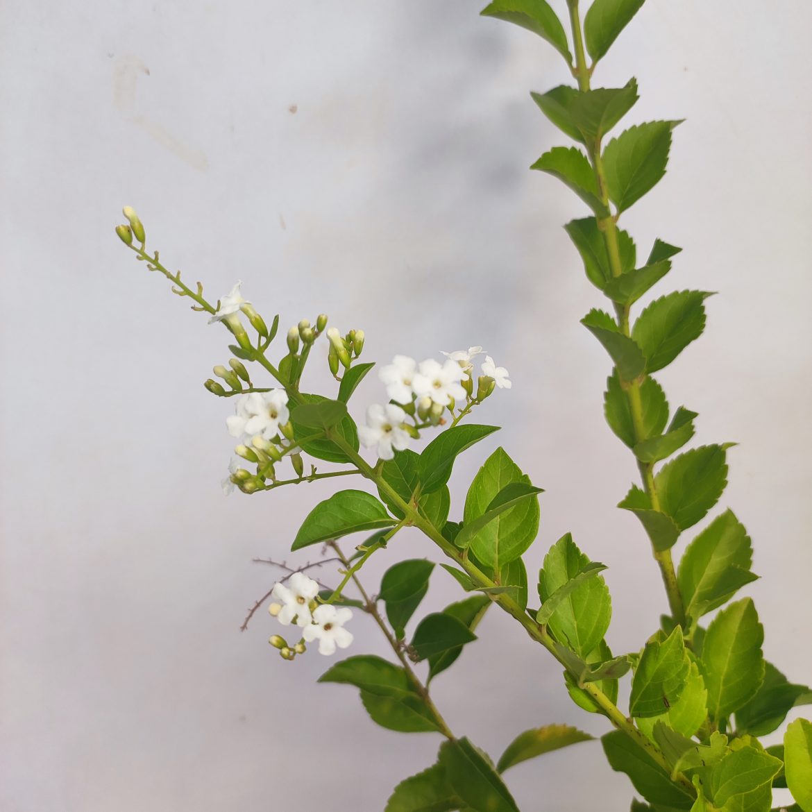Duranta Erecta ‘Alba’ - NurseryBuy
