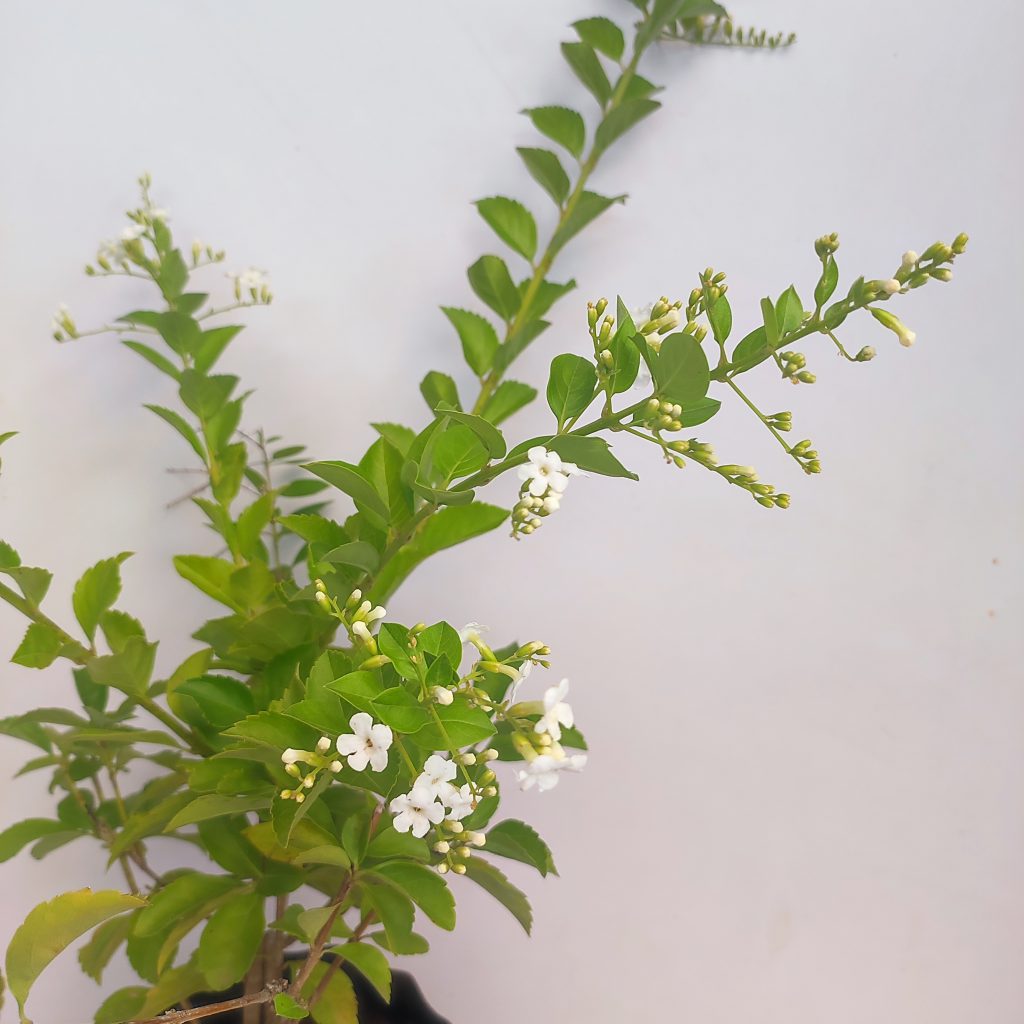 Duranta Erecta ‘Alba’ - NurseryBuy