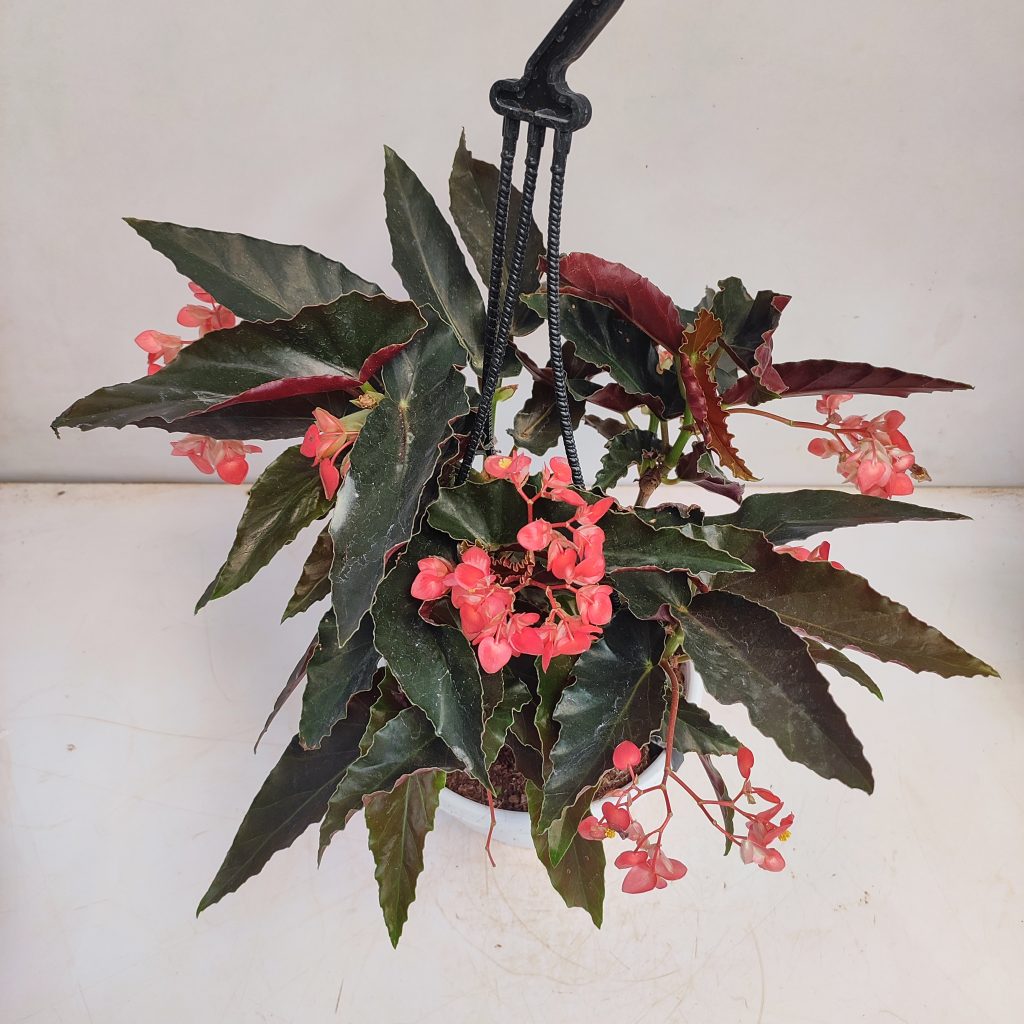 Begonia Lloydii ( Flaming Torch Begonia ) - NurseryBuy