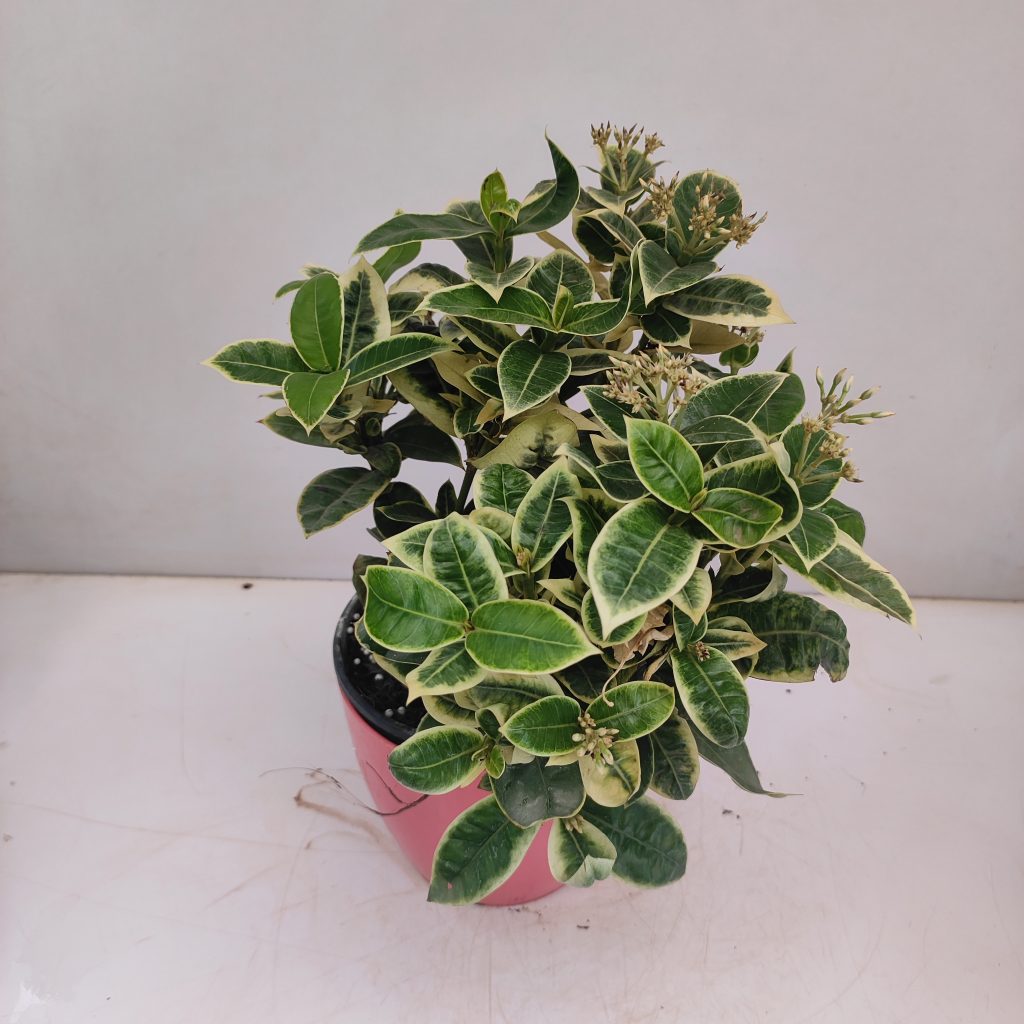 Ixora Variegated - NurseryBuy
