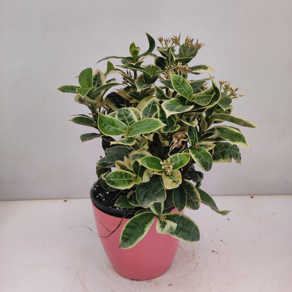 Ixora Variegated - NurseryBuy