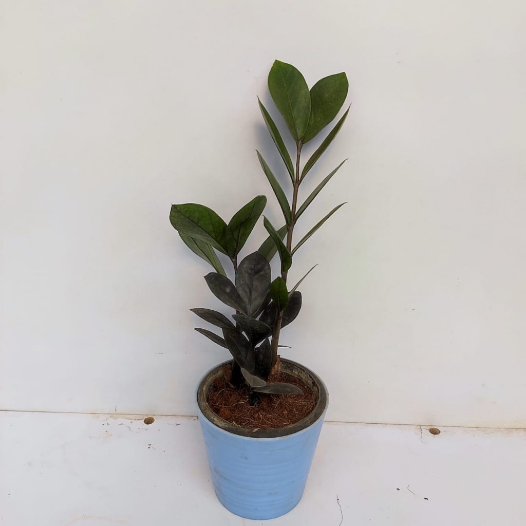 Black Zamia Mini - NurseryBuy