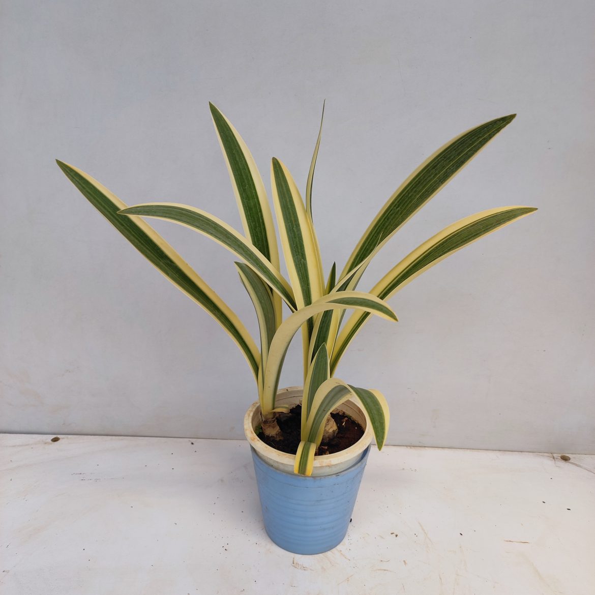Variegated spider lily (Caribbean spider-lily) - NurseryBuy