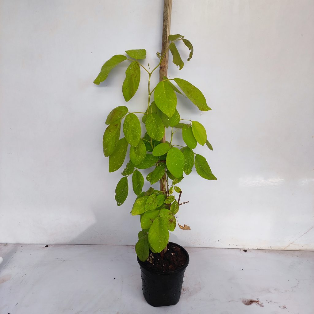 Desmodium or Golden Legum - NurseryBuy