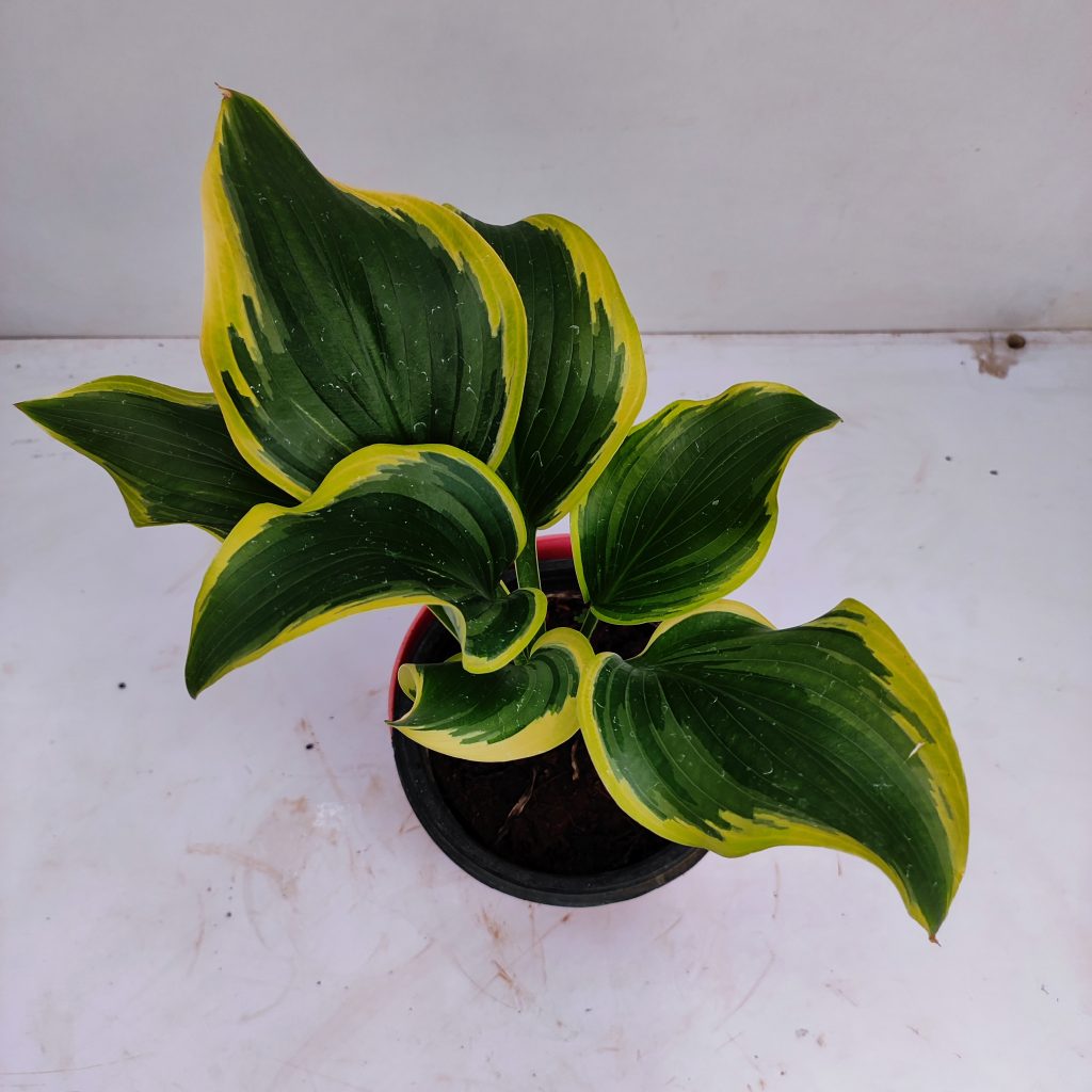 'Sagae' Hosta - NurseryBuy