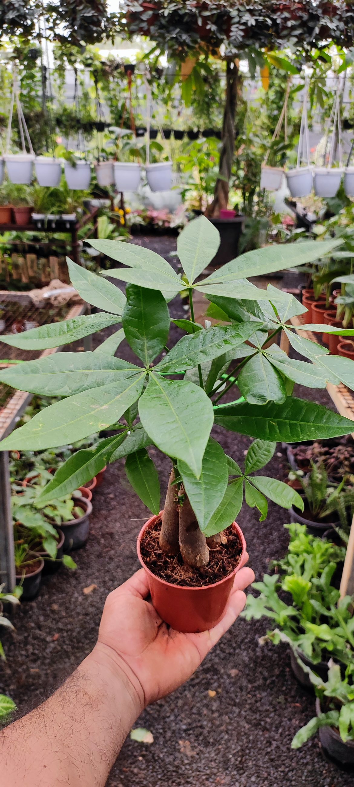 Pachira Aquatica Single Stem 'Money Tree' - NurseryBuy