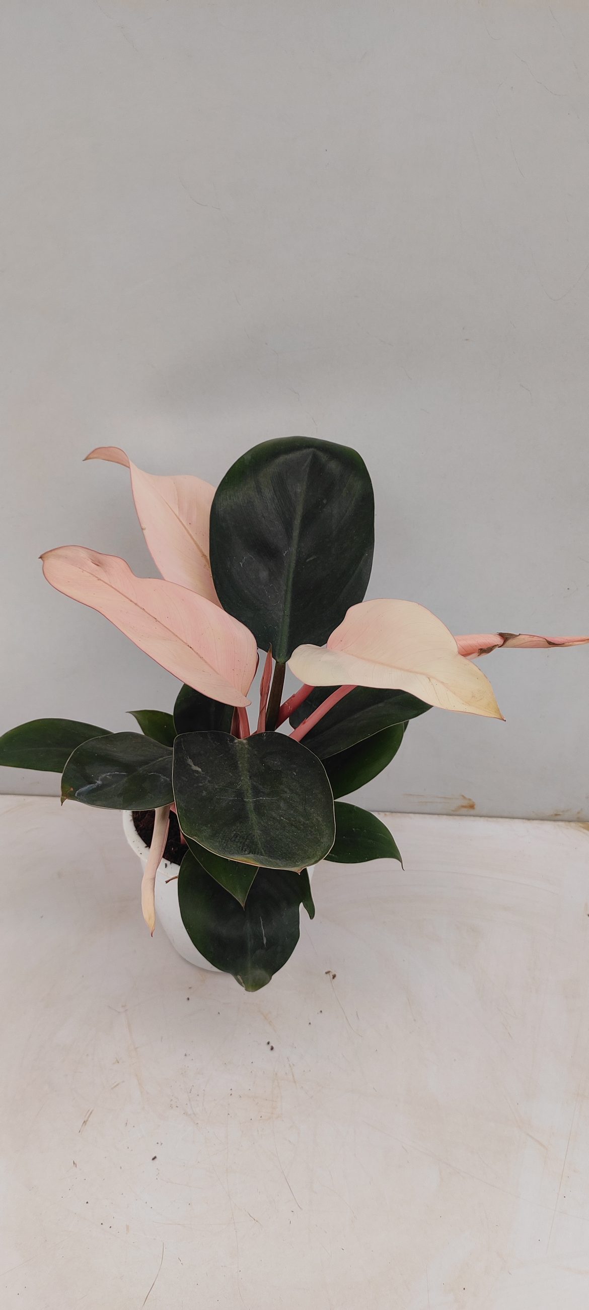 Philodendron Pink Congo - NurseryBuy