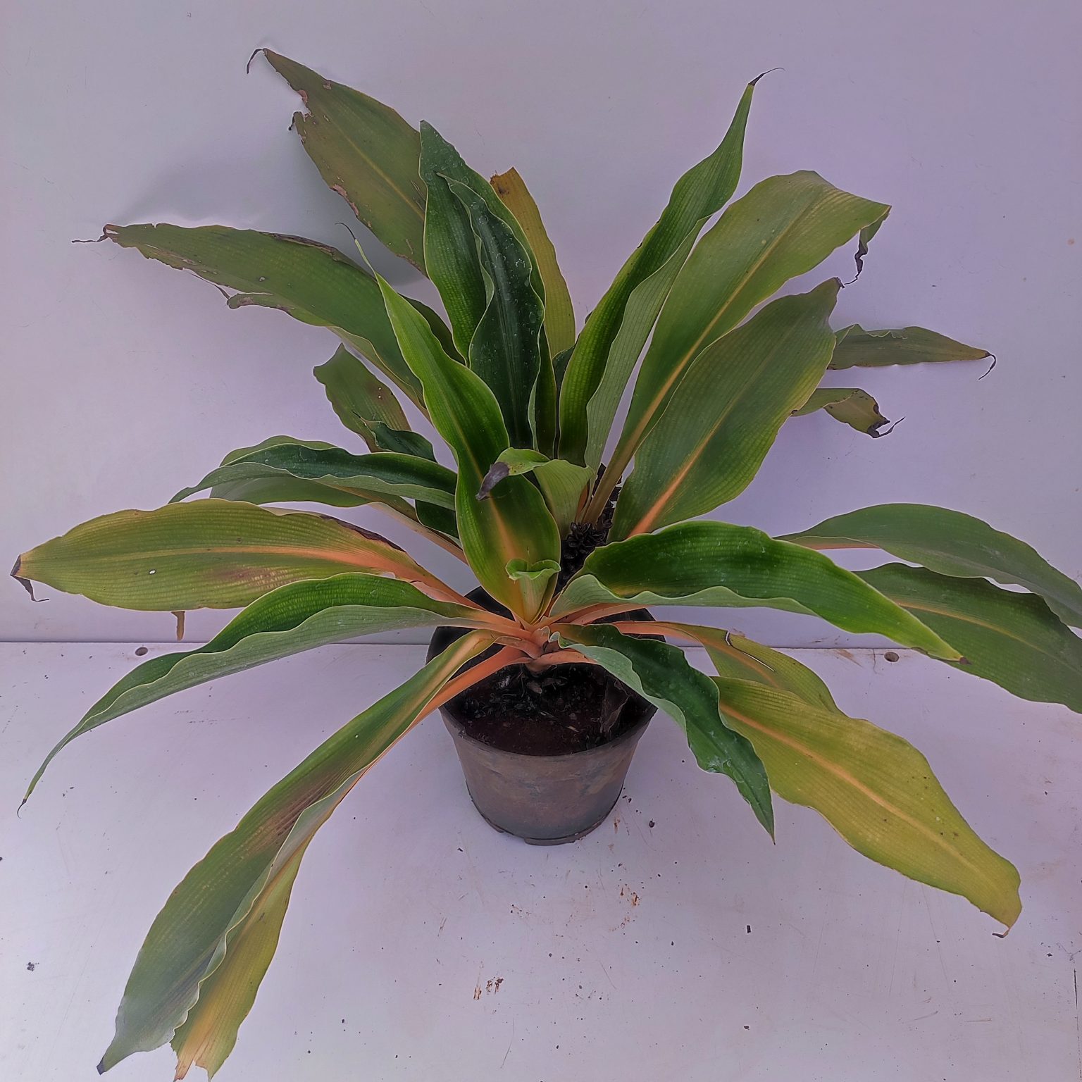 Chlorophytum Orchidastrum Fire-Flash (Orange Spider Plant) - NurseryBuy