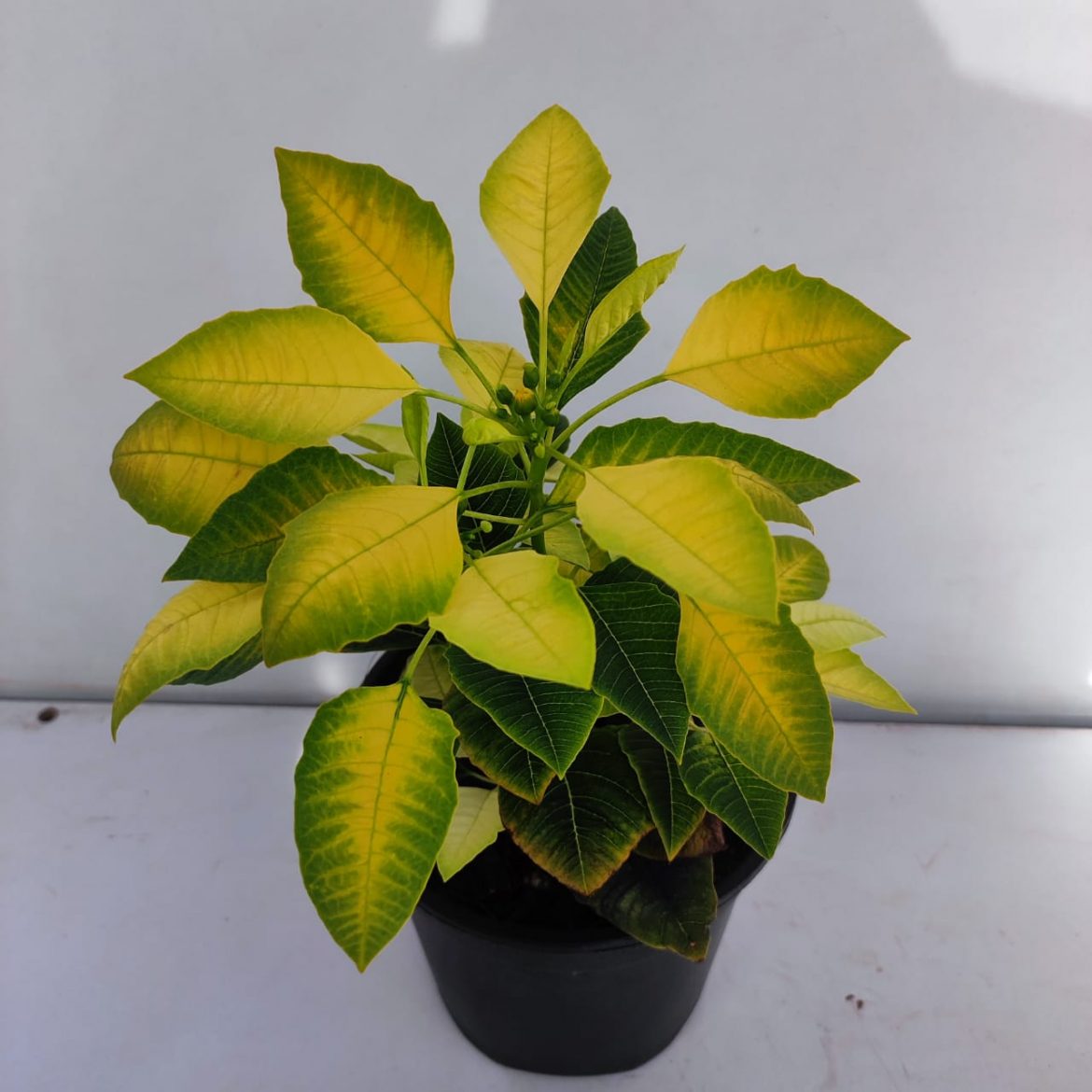 Poinsettia 'Lemon Drop' - NurseryBuy