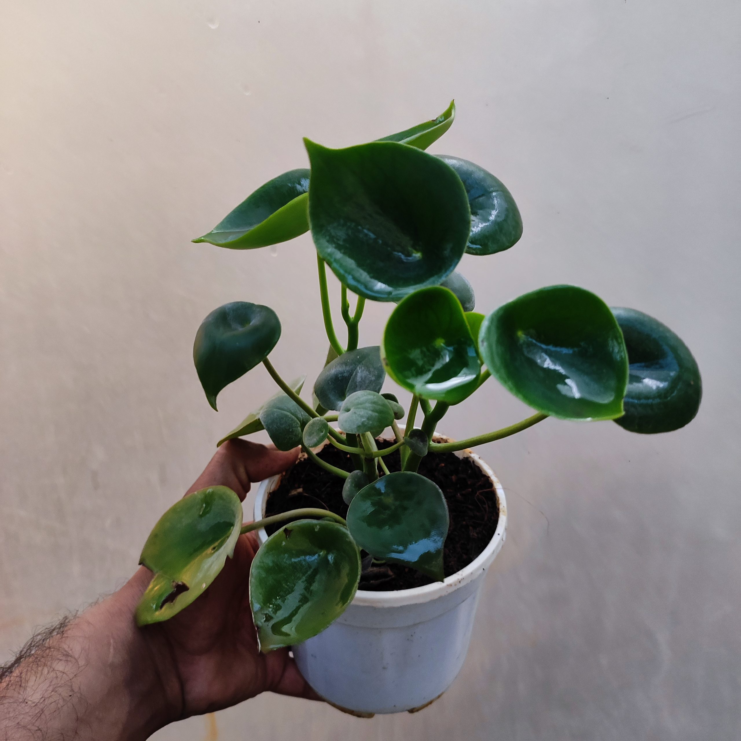 Raindrop Peperomia (Peperomia Polybotrya) - NurseryBuy
