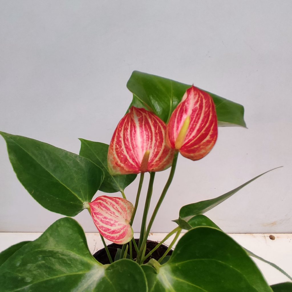 Anthurium 'Livium' - NurseryBuy