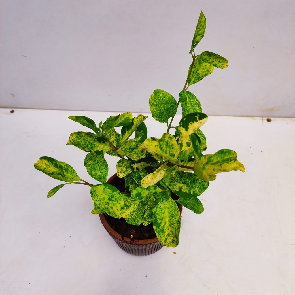 Clerodendrum Inerme Variegata (Sangam/Vanjai) - NurseryBuy