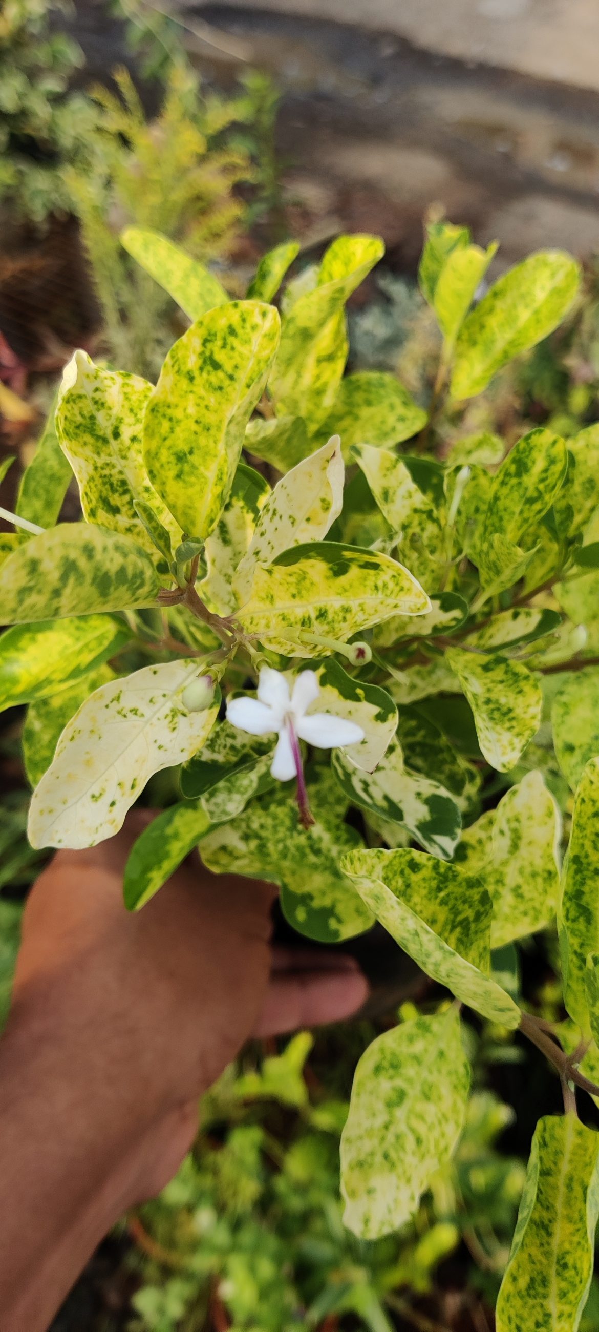 Clerodendrum Inerme Variegata (Sangam/Vanjai) - NurseryBuy
