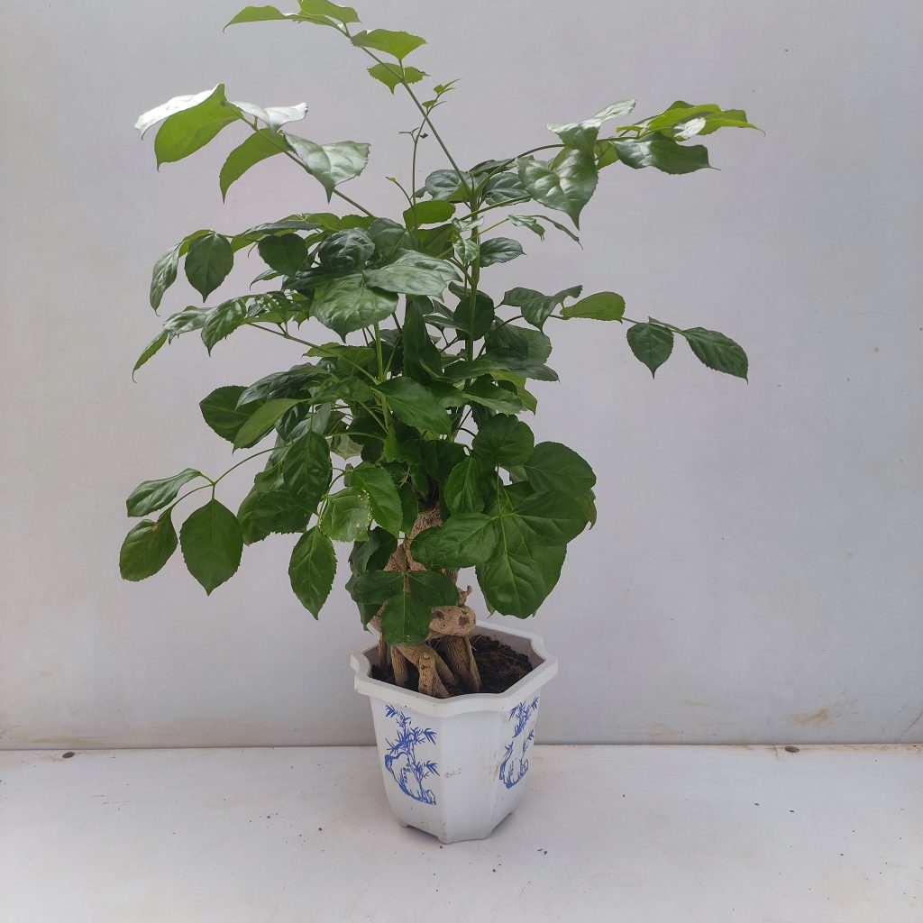 Radermachera Sinica Bonsai - NurseryBuy