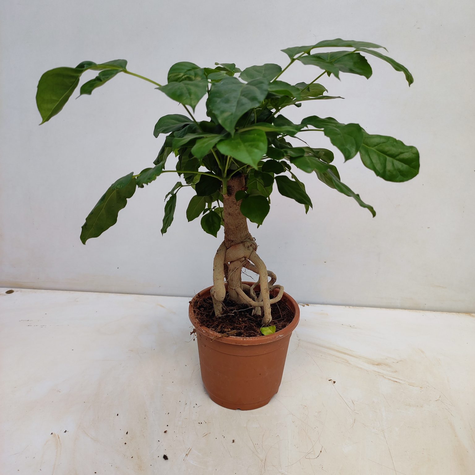 Radermachera Sinica Bonsai - NurseryBuy