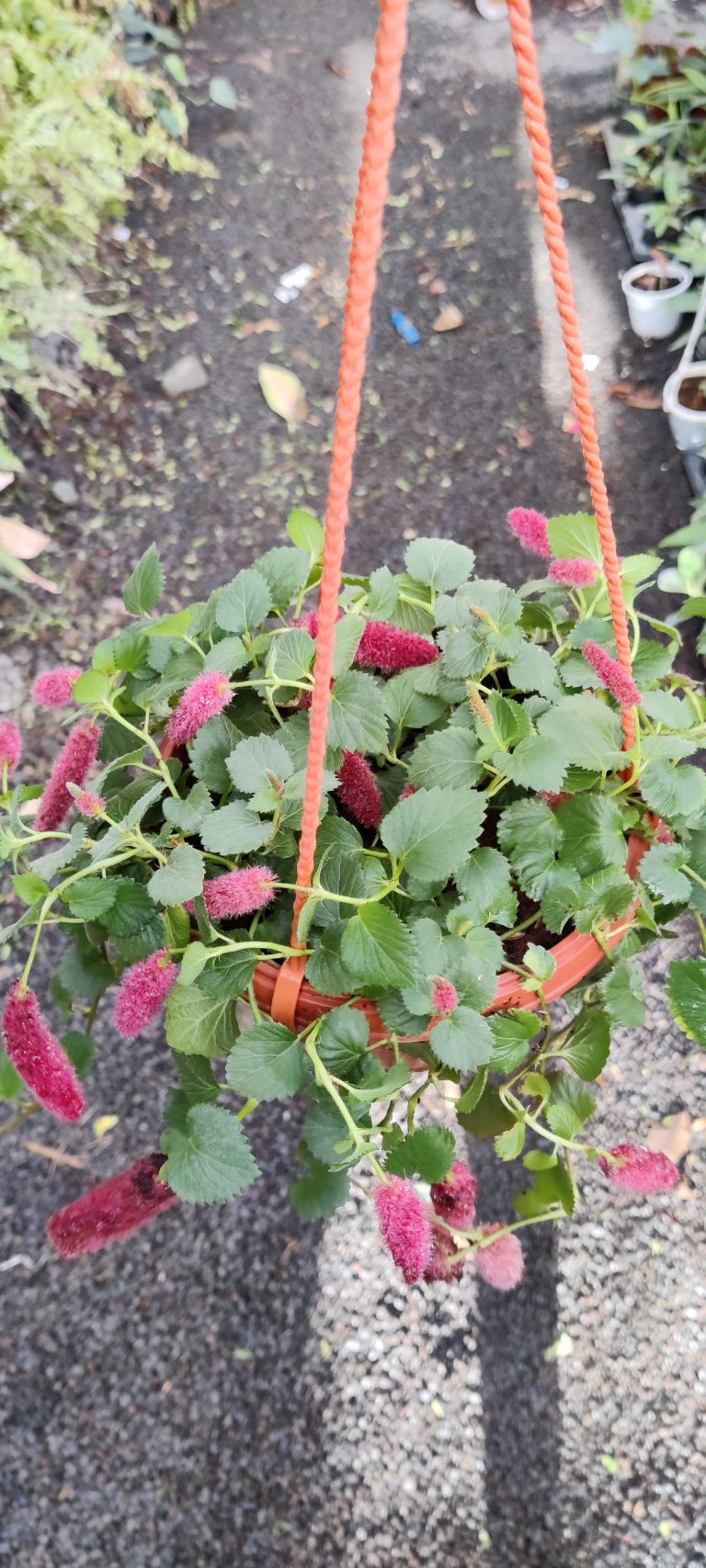 Acalypha Pendula, Dwarf Trailing Chenille in hanging pot - NurseryBuy