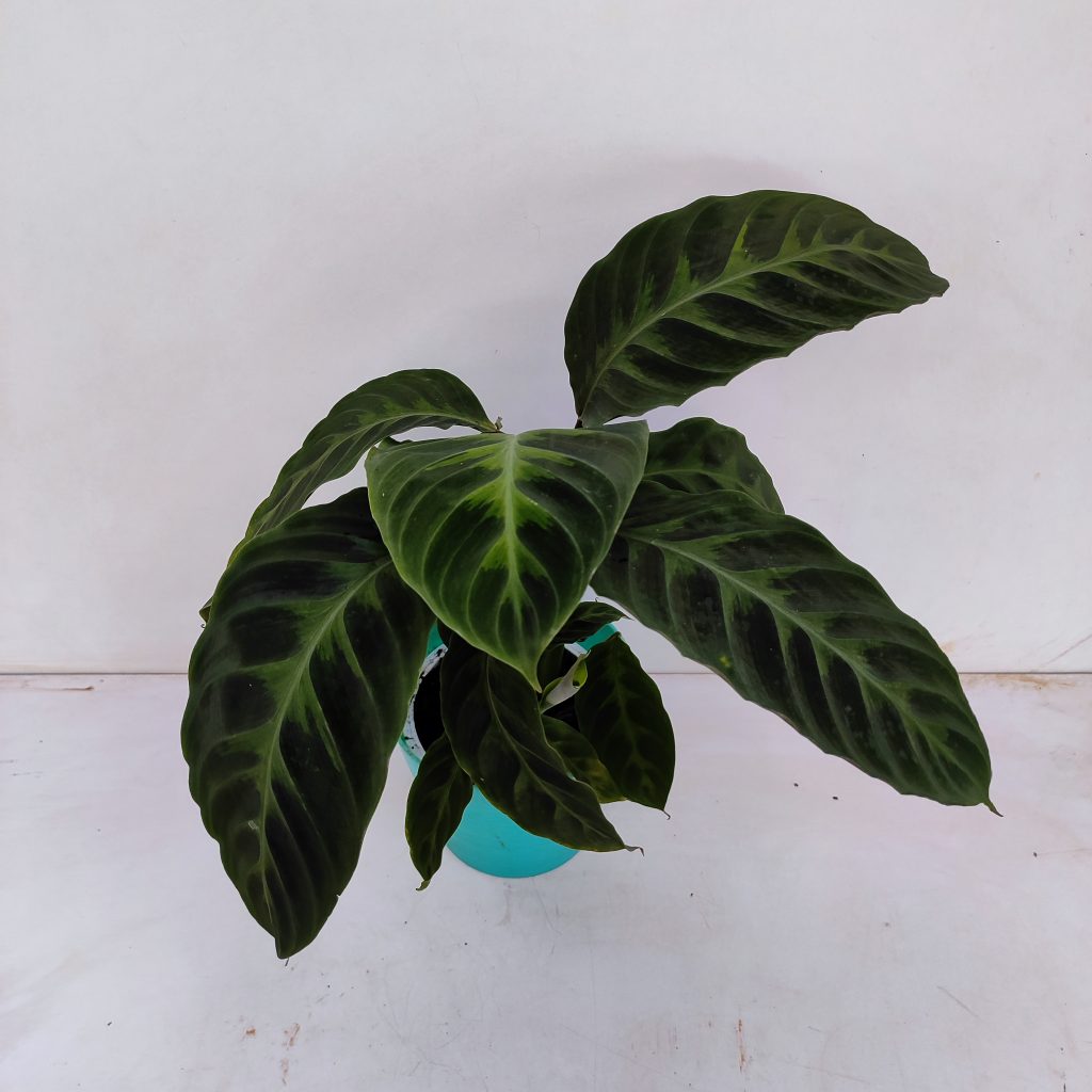 Calathea Warscewiczii (Calathea Jungle Velvet) Mini - NurseryBuy