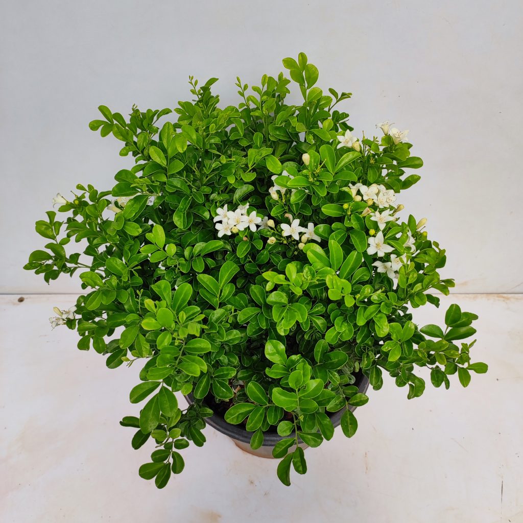 Madhu kamini Muraya (Satin Wood) - NurseryBuy