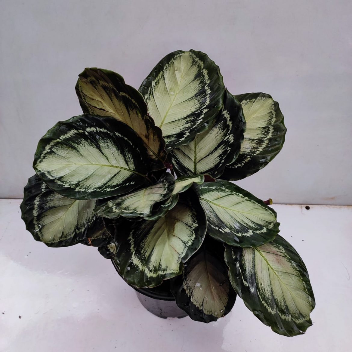 Calathea 'Green Rusco' Large - NurseryBuy