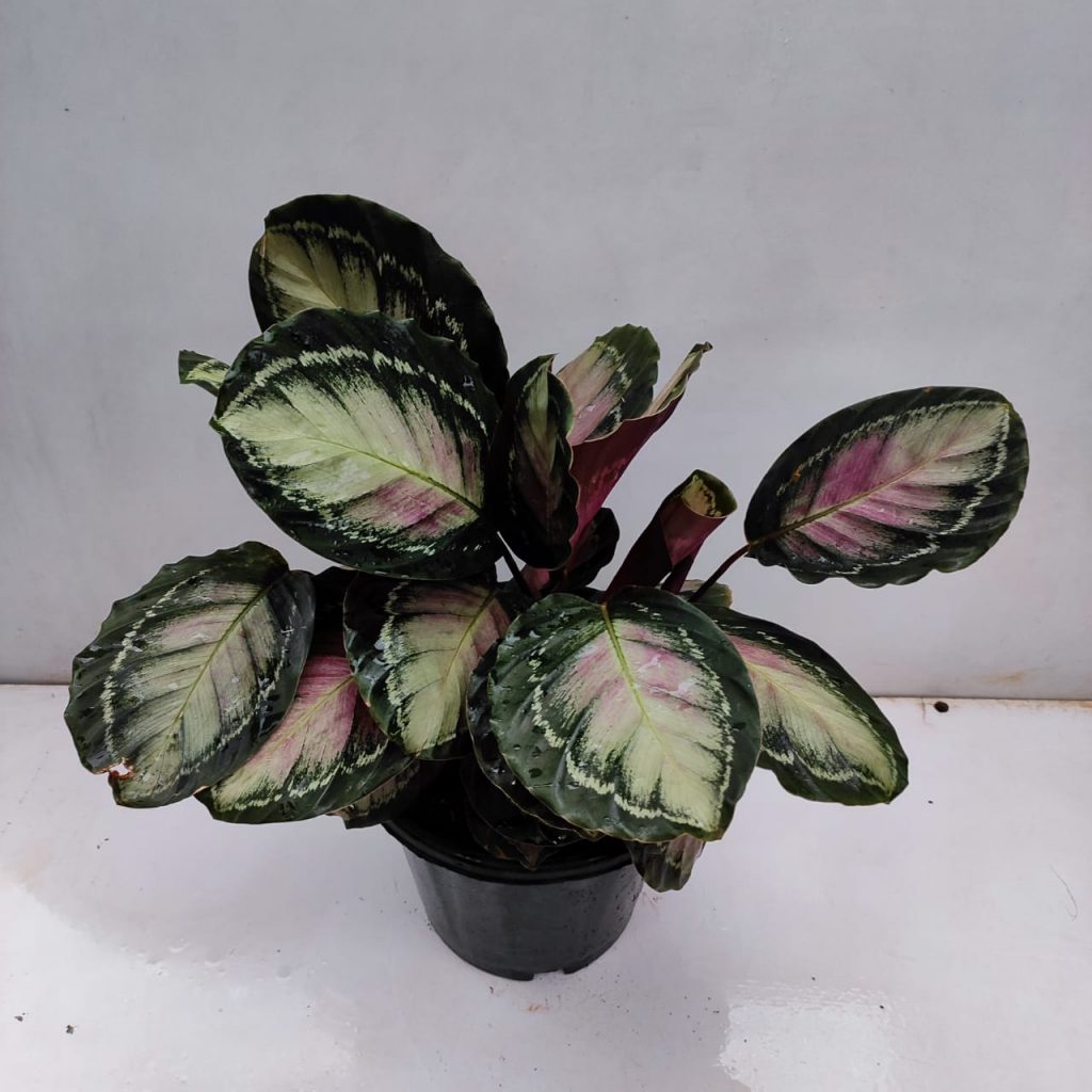 Calathea 'Green Rusco' Large - NurseryBuy
