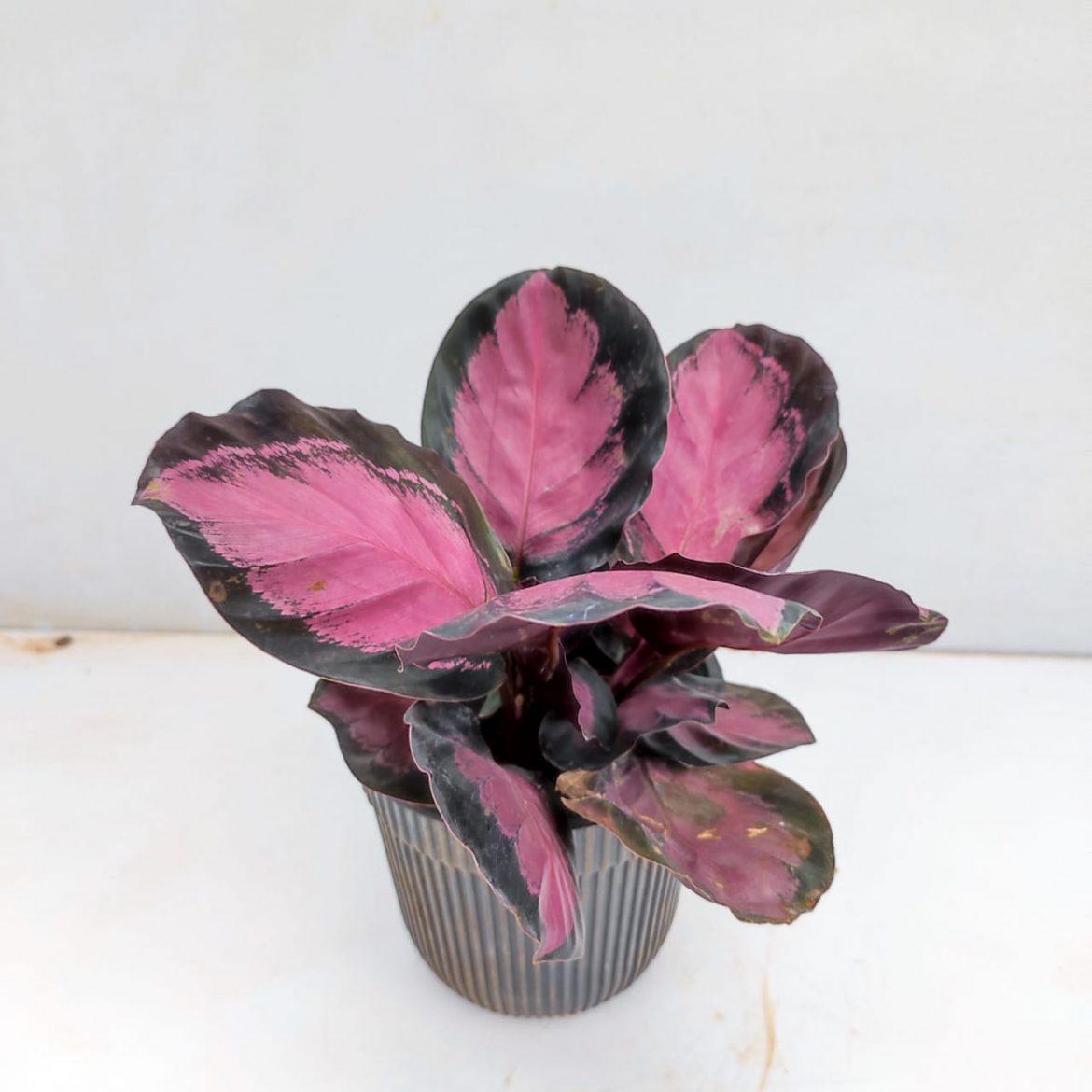 Calathea 'Red Rusco' - NurseryBuy