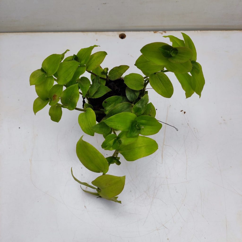 Callisia Repens 'Gold' Mini - NurseryBuy