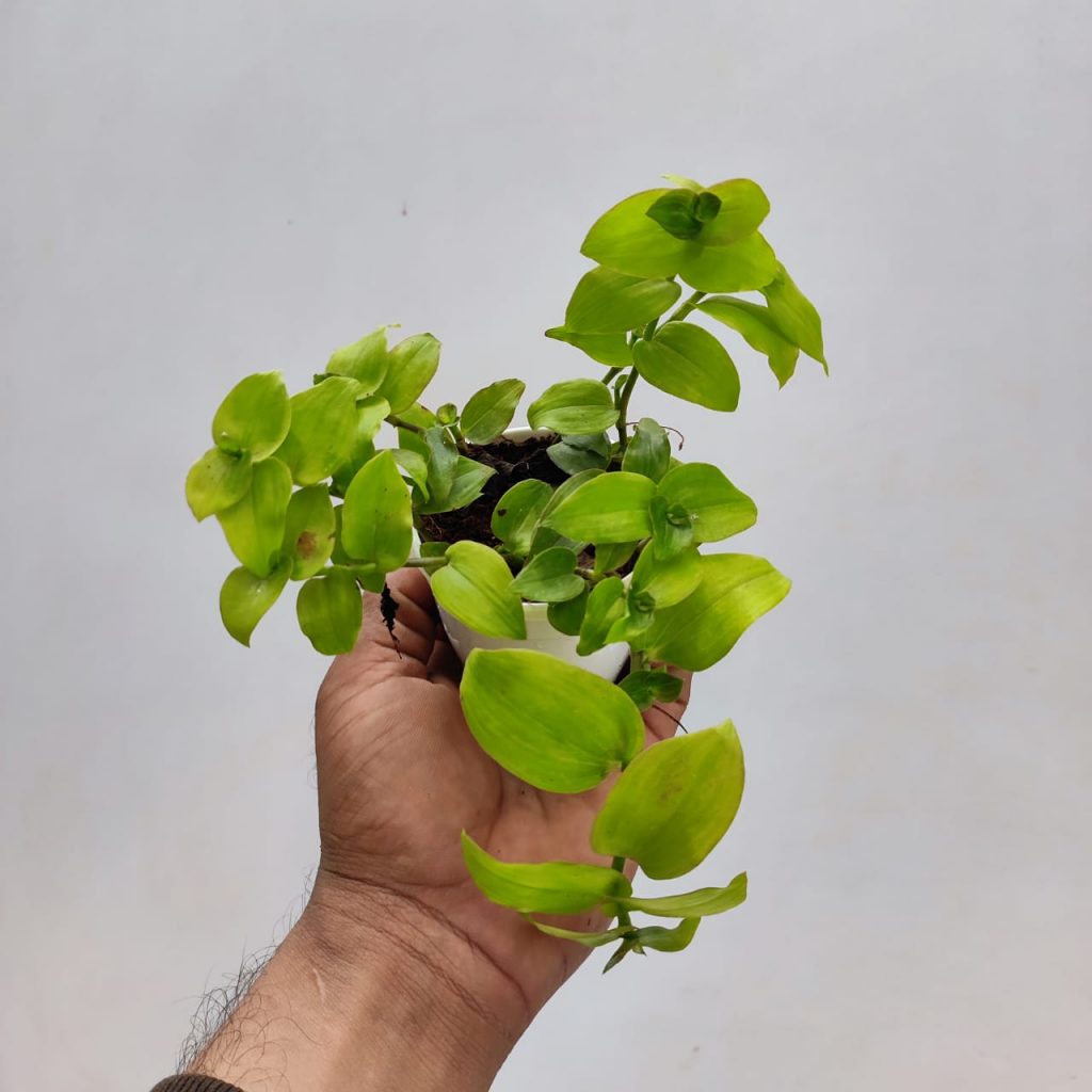 Callisia Repens 'Gold' Mini - NurseryBuy