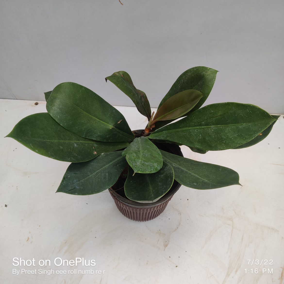 Philodendron Linnaei - NurseryBuy