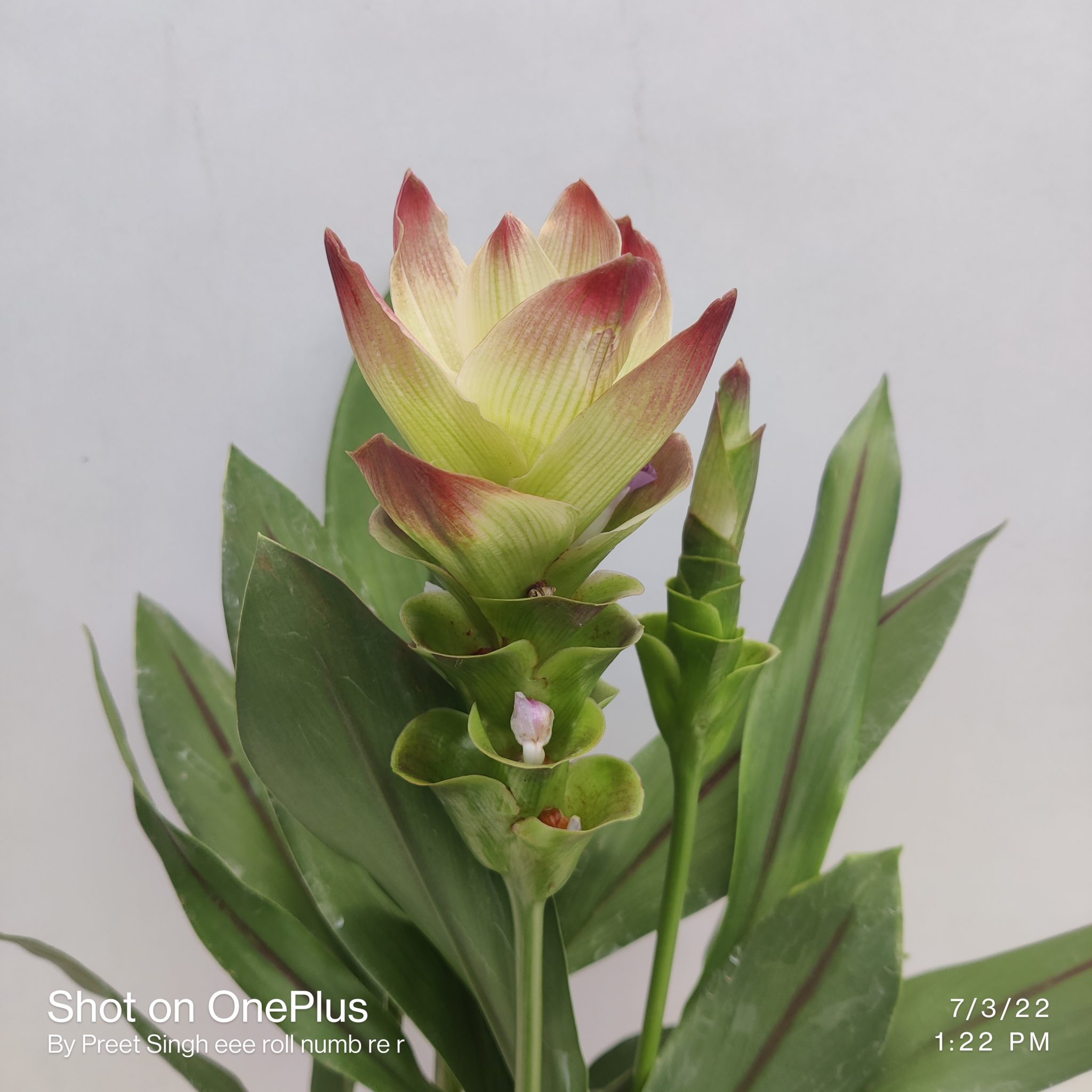 Curcuma Siam Solar - NurseryBuy